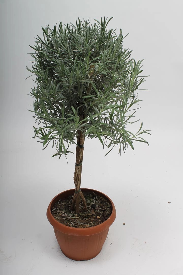 Levendula fa 25 cm vásárlása az OBI -nál