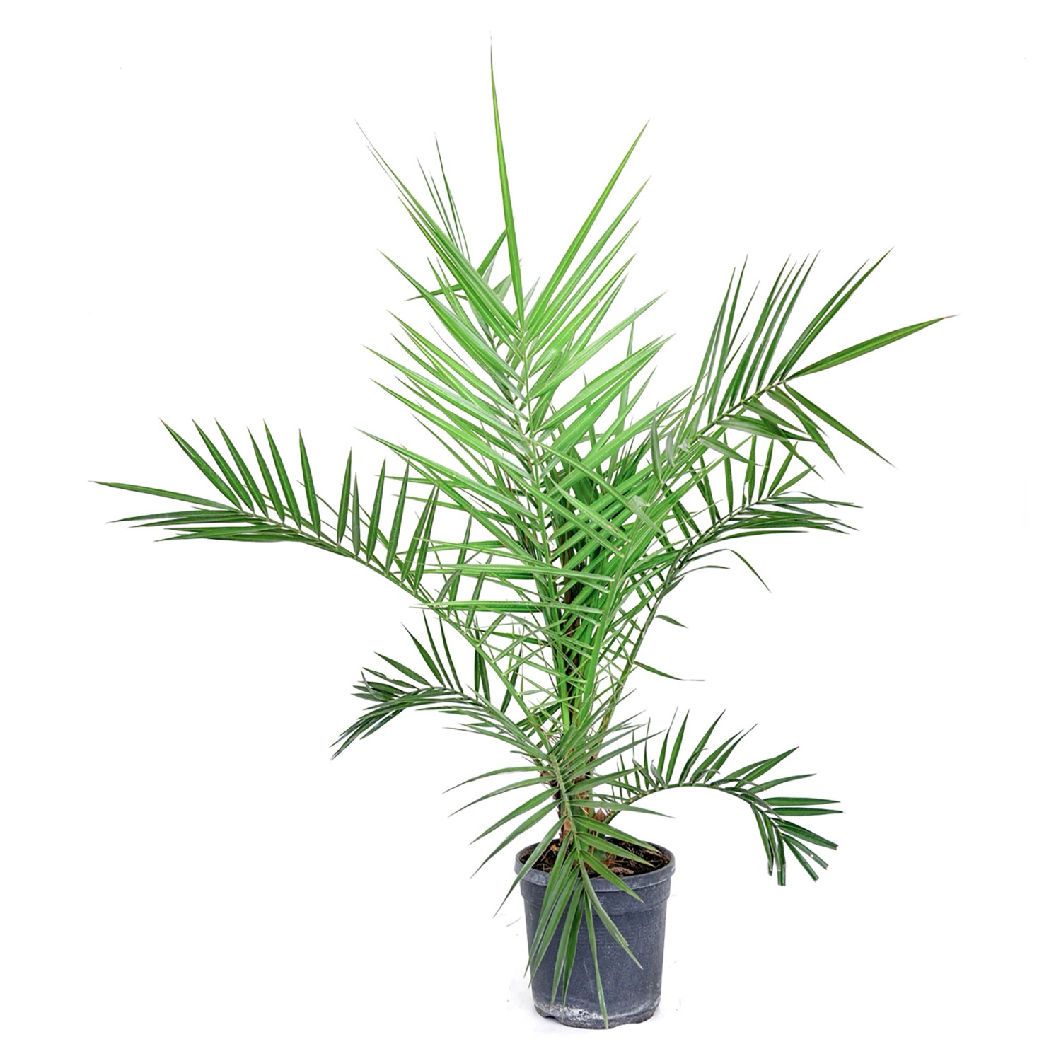 GROW by OBI kanári datolyapálma mag. kb. 25 cm cser. kb. 2 l Phoenix ...