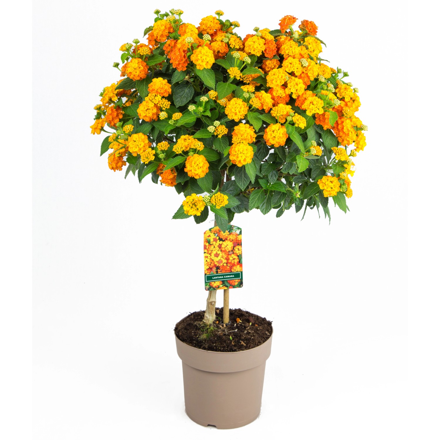 GROW by OBI sétányrózsa tő narancssárga mag. 80 cm cser. 17 cm Lantana ...