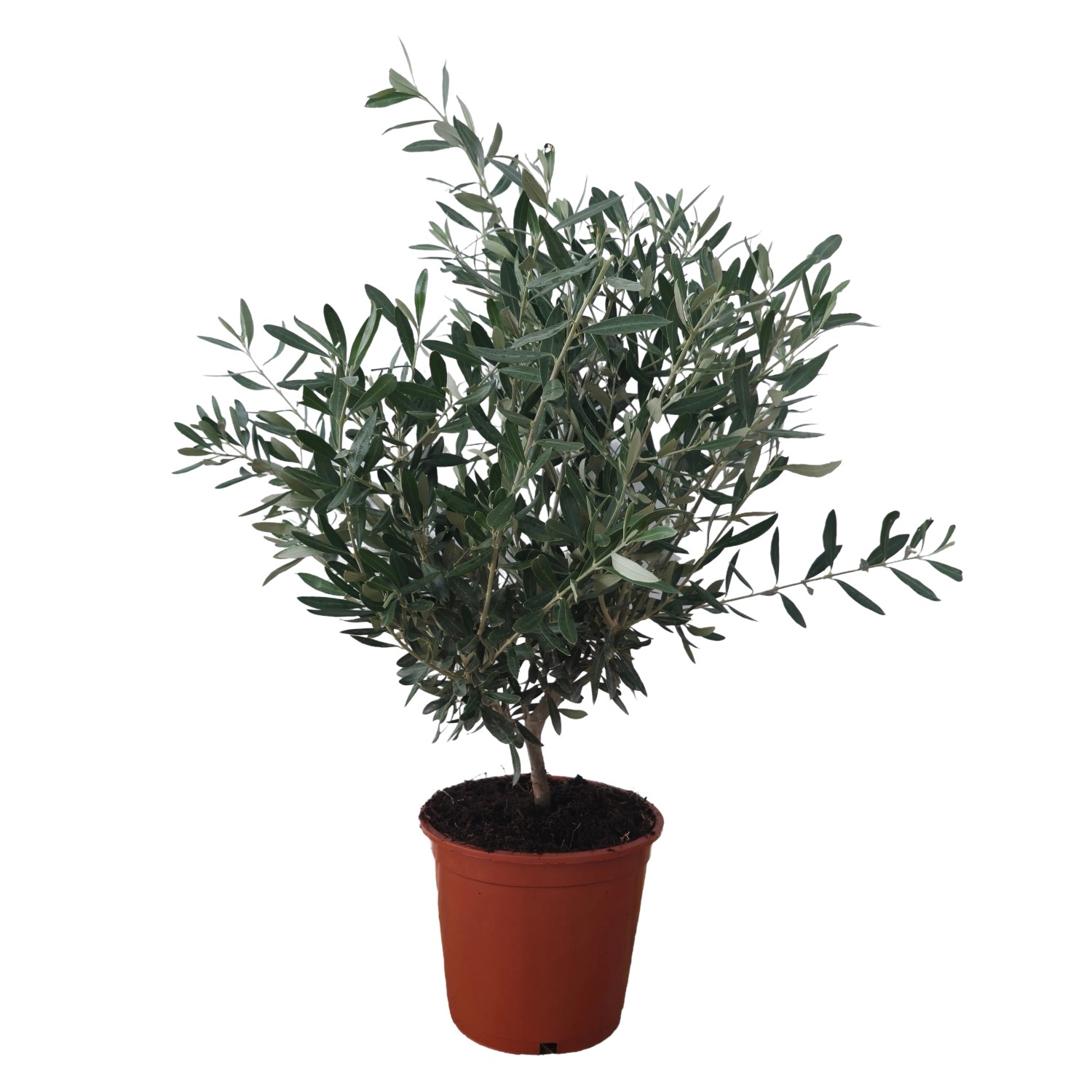 Olajfa bokor cserépátmérő kb. 20 cm Olea europaea vásárlása az OBI -nál