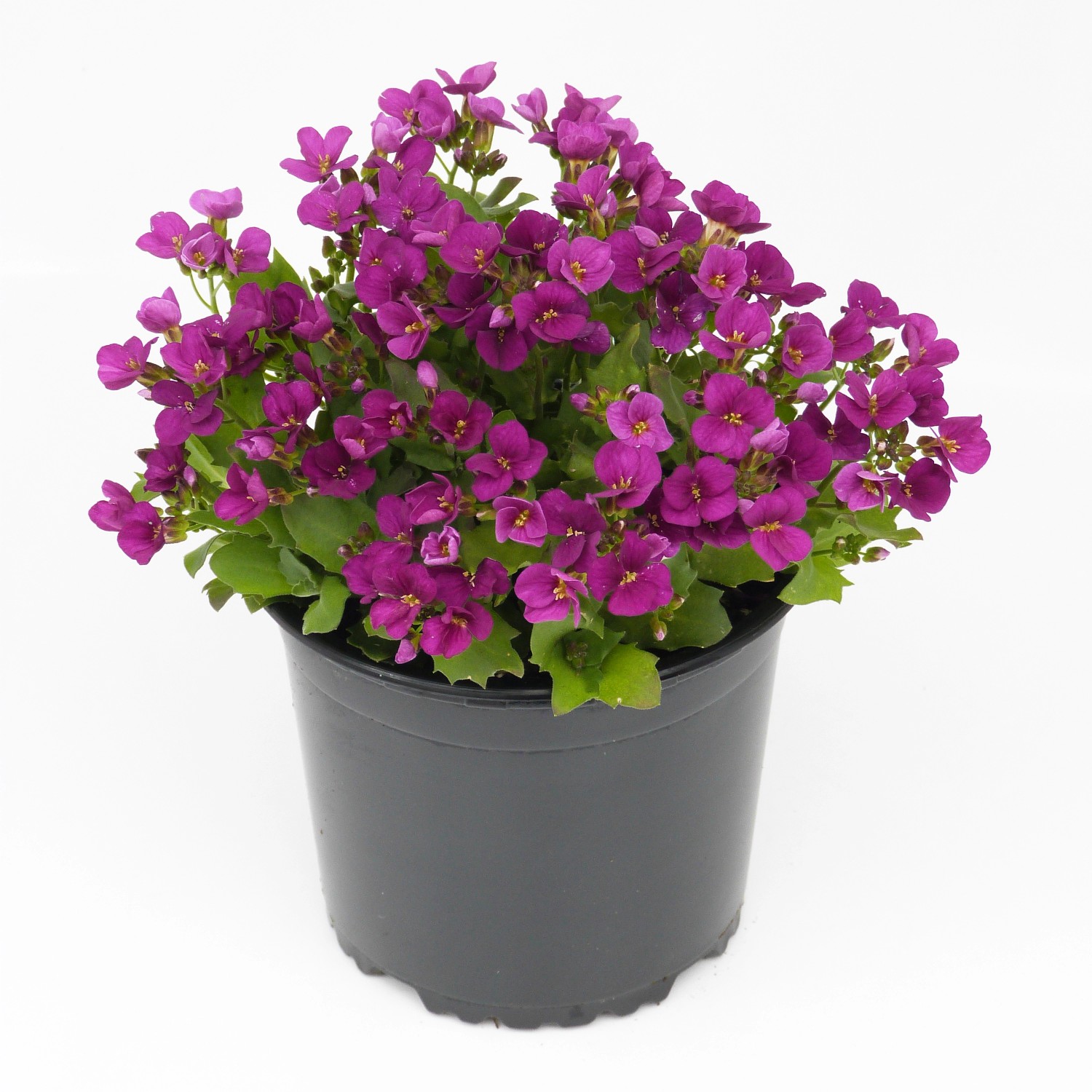 Kaukázusi ikravirág fehér cserépátmérő kb. 10,5 cm Arabis caucasica vásárlása az OBI -nál