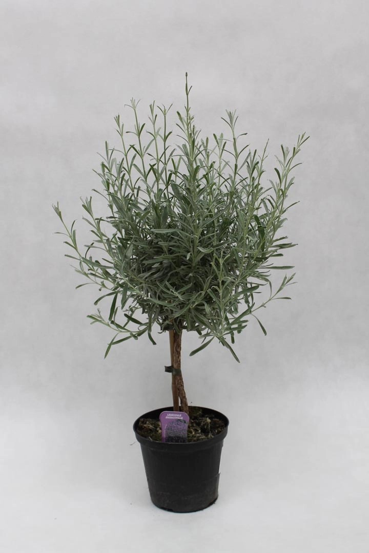 Levendula fa 14 cm vásárlása az OBI -nál