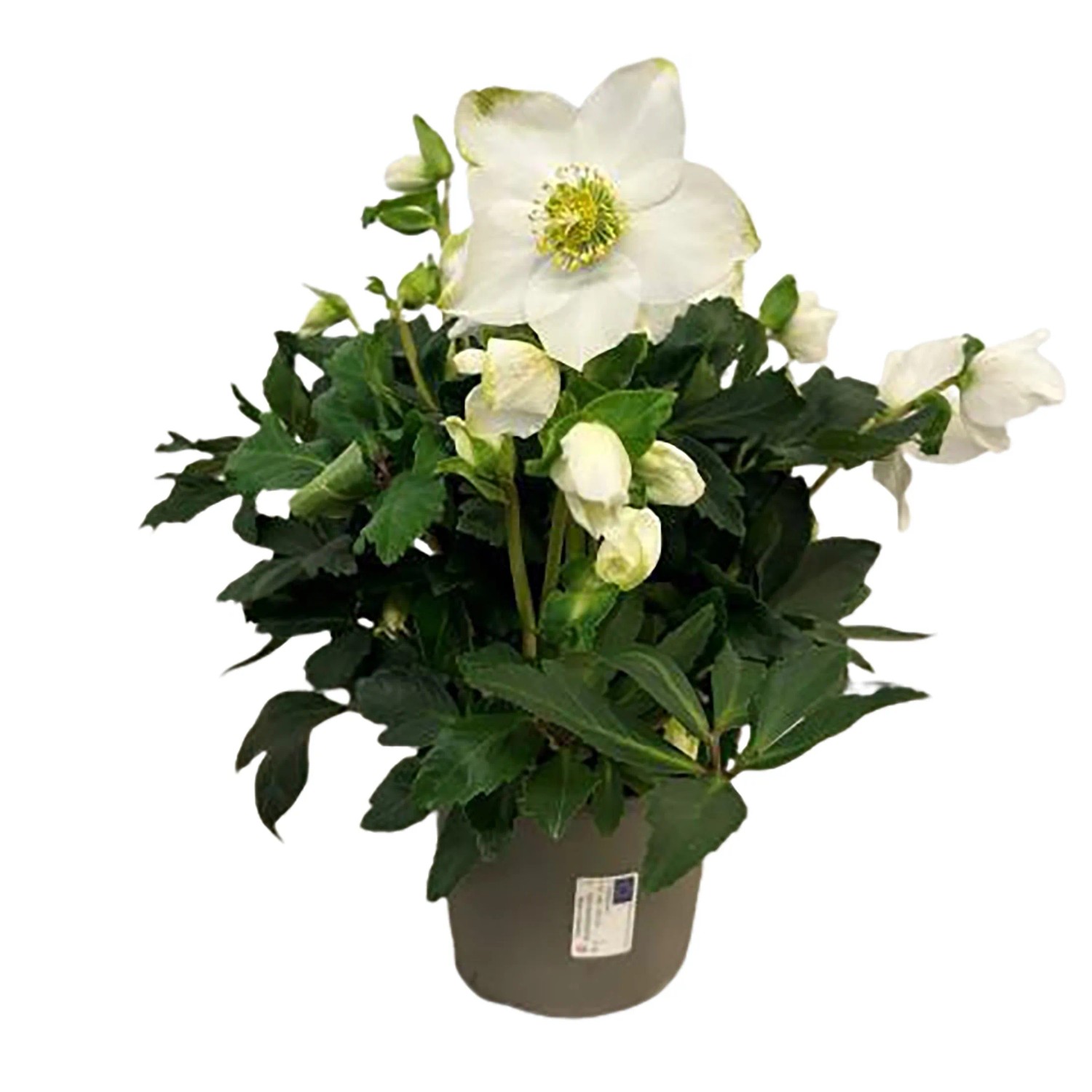 "HGC Wintergold" fekete hunyor fehér cserépátmérő kb. 14 cm Helleborus ...