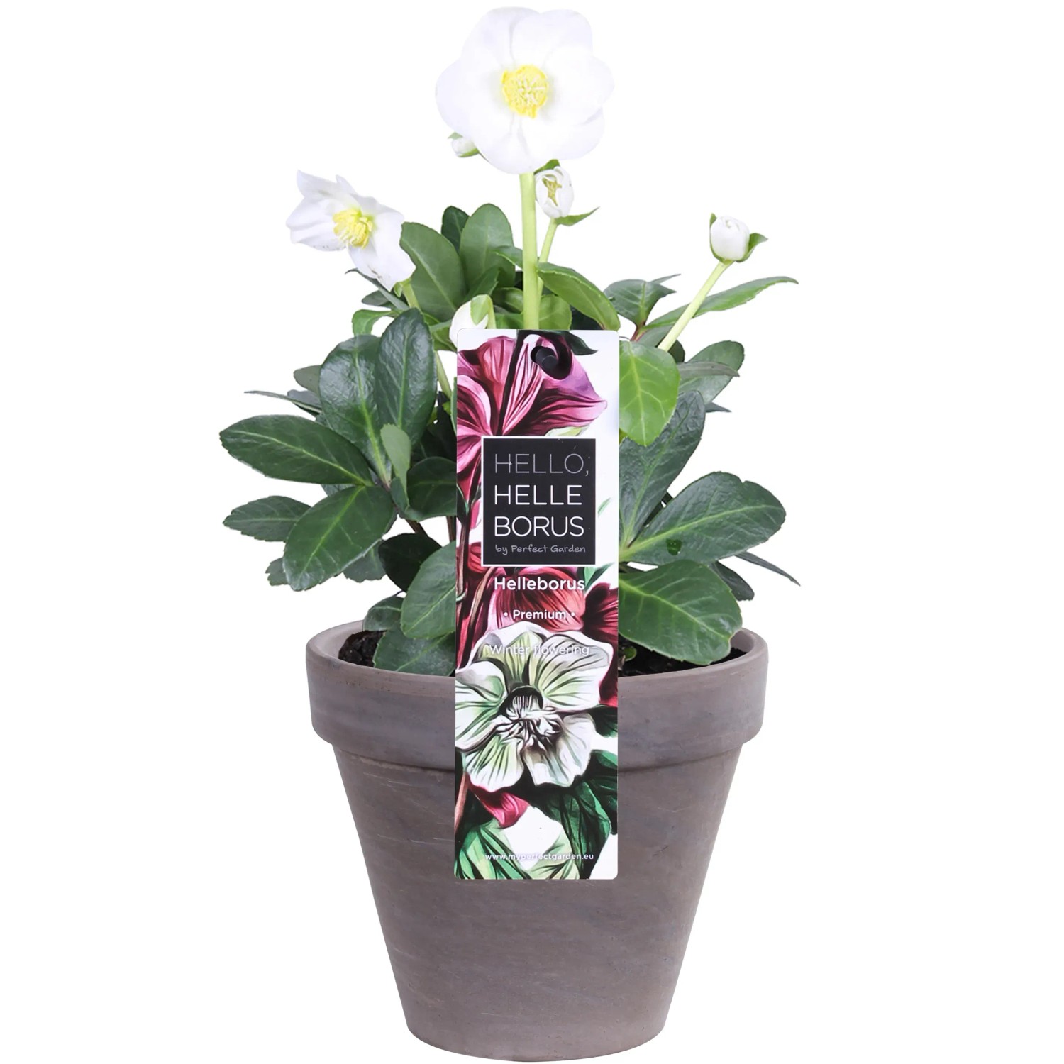 Fekete hunyor bazaltcserépben fehér átmérő 12 cm Helleborus niger