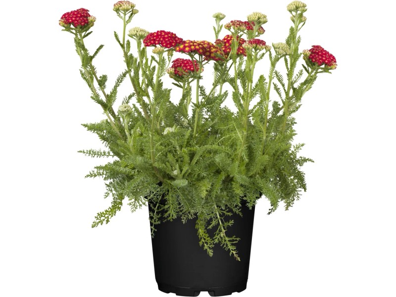 GROW by OBI közönséges cickafark kb. 10 cm - 20 cm Achillea