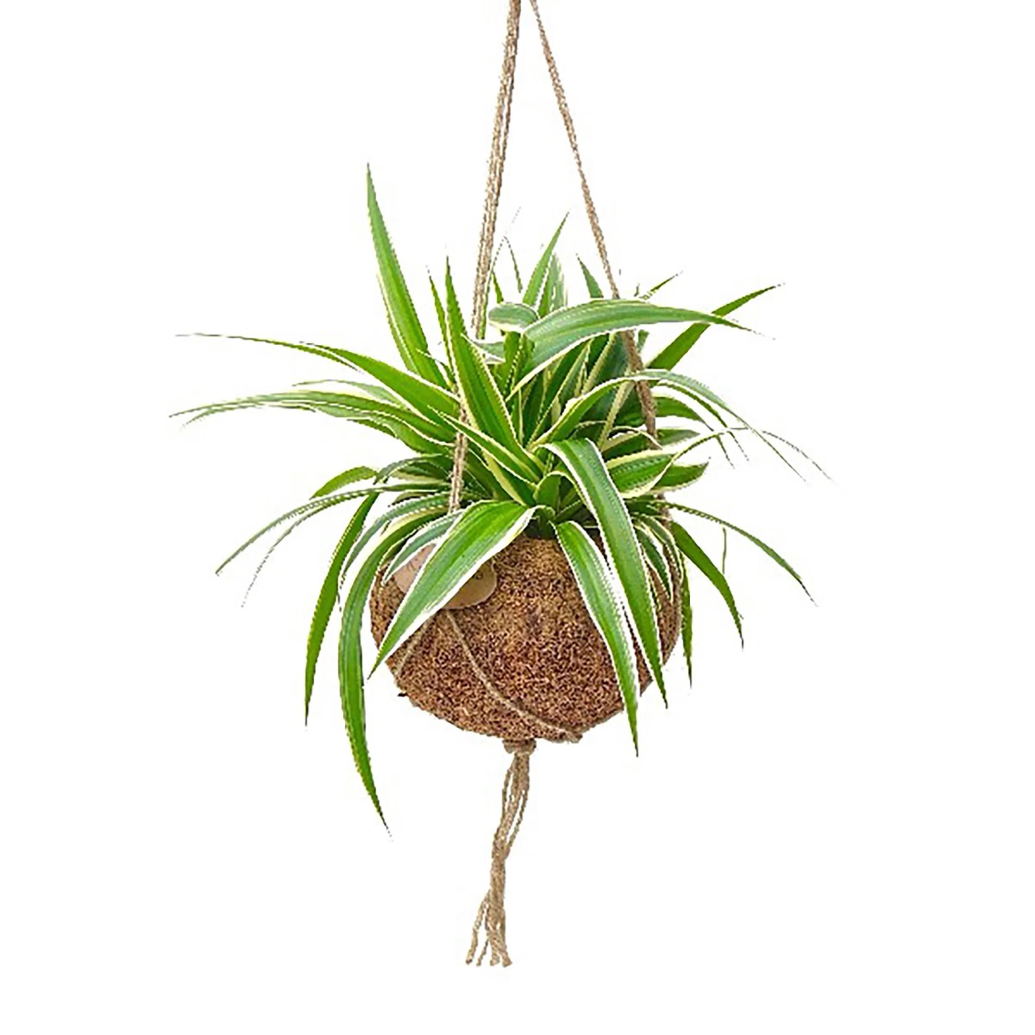Növény Smit Collection kokodama függő cserépben cserépátm. kb. 15 cm ...