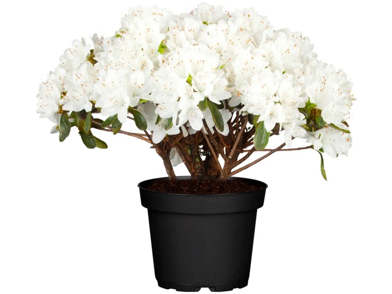 OBI japán azálea "Schneeperle" fehér magassága kb. 5-10 cm cserepe kb ...