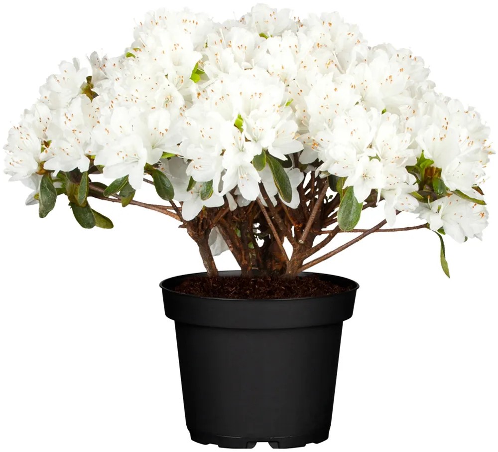 OBI japán azálea "Schneeperle" fehér magassága kb. 5-10 cm cserepe kb ...