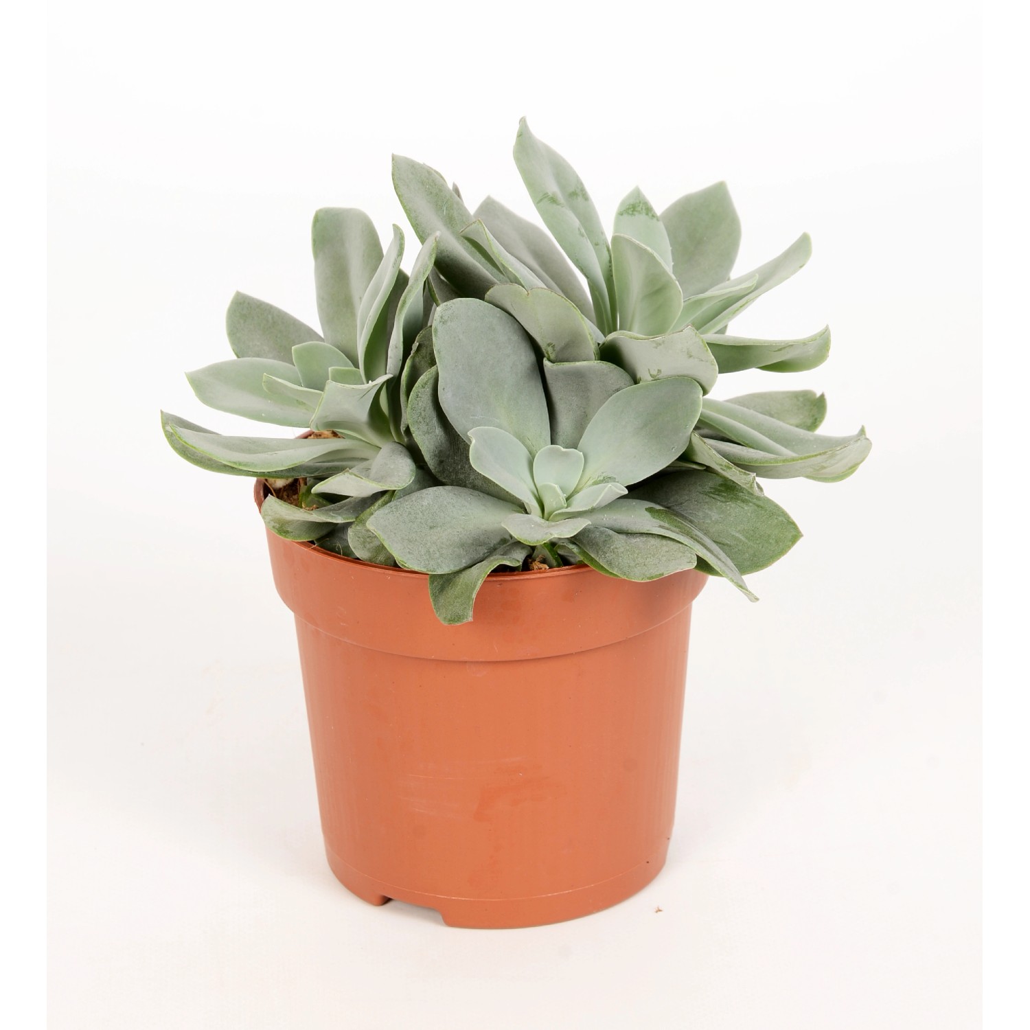 Pozsga "Boomerang Blue" cserépátmérő: kb. 10,5 cm Crassula rochea ...