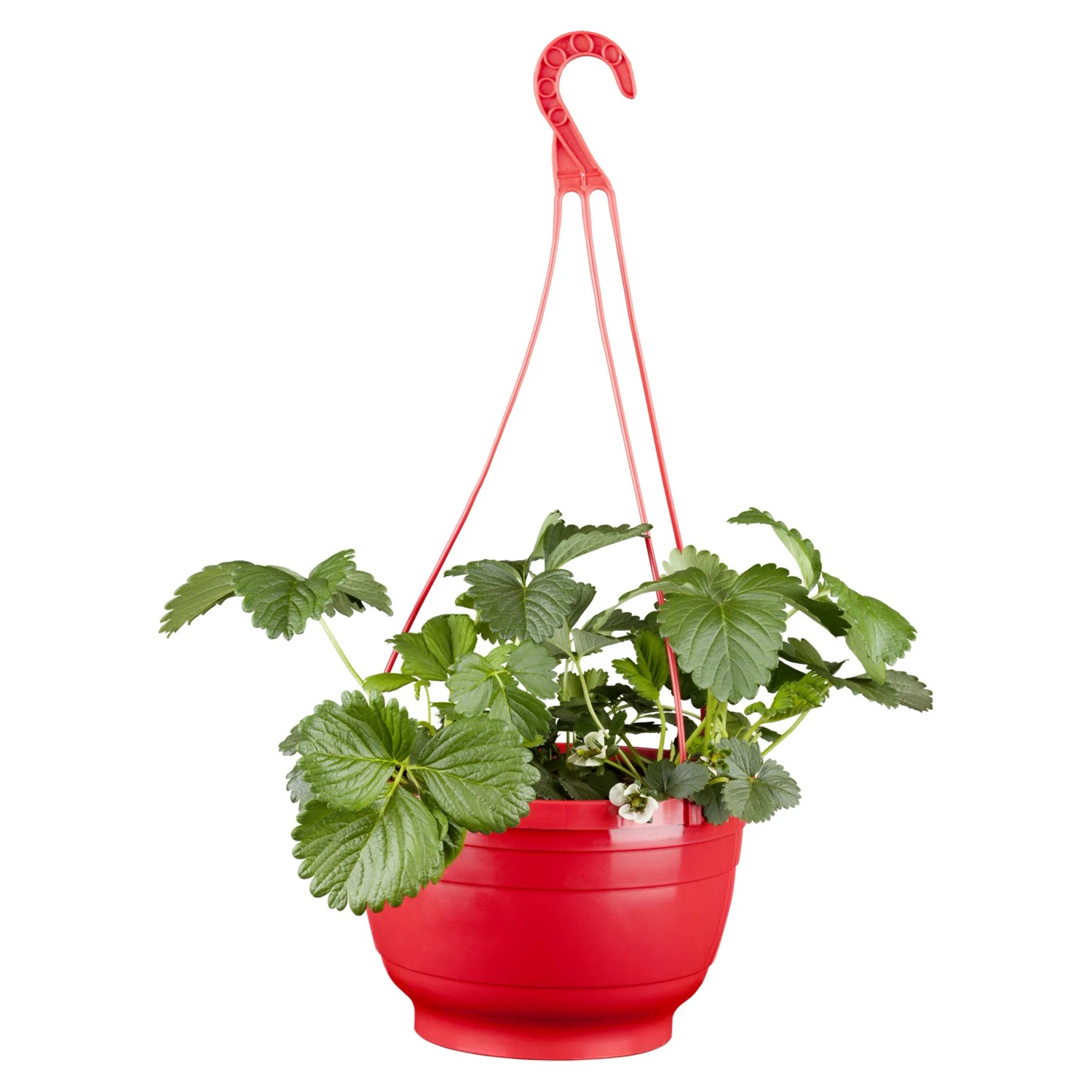 "Fridulin" eper függő cserépben cserépátmérő kb. 27 cm Fragaria ananassa