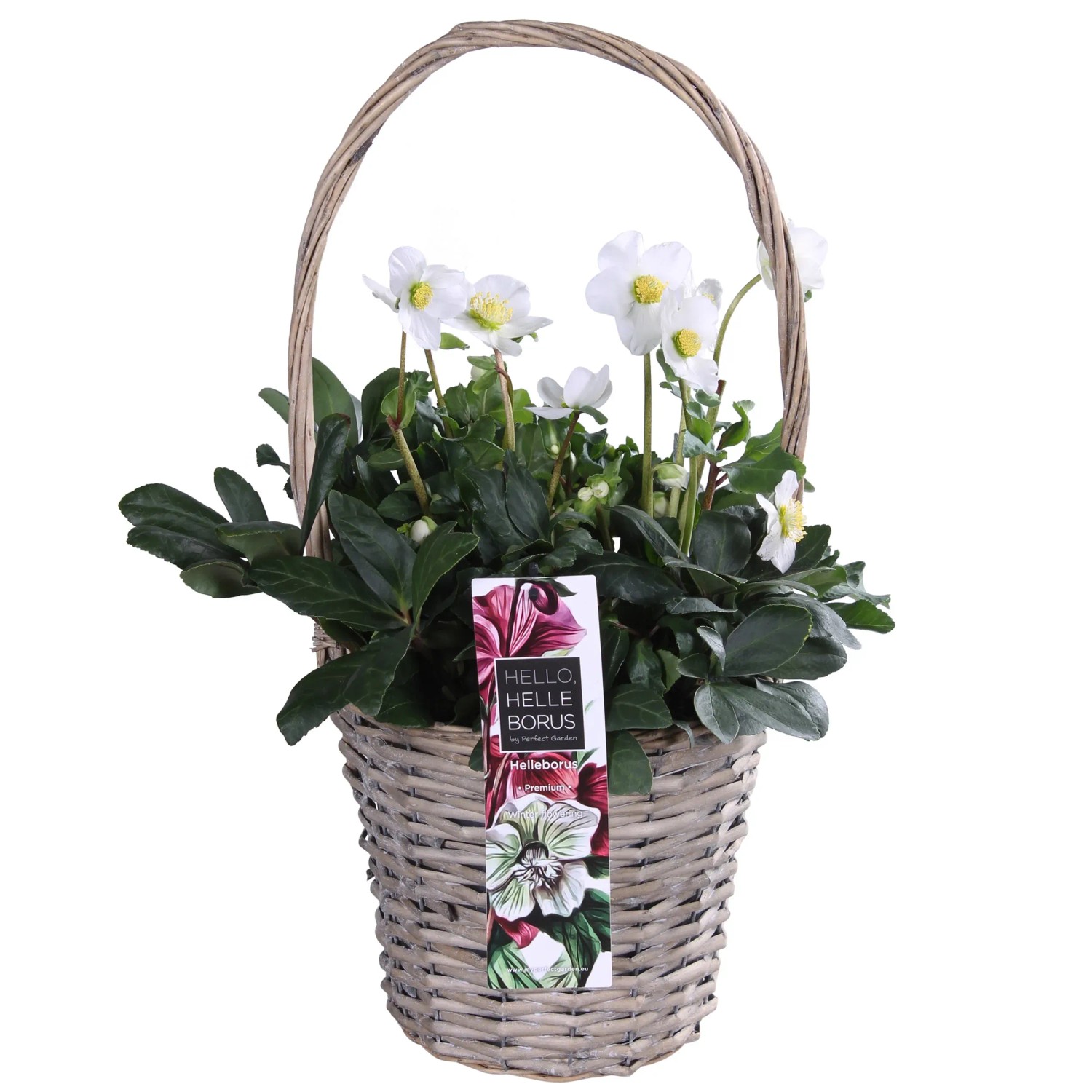 Fekete hunyor füles kosárban fehér átmérő 17 cm Helleborus x ericsmithii