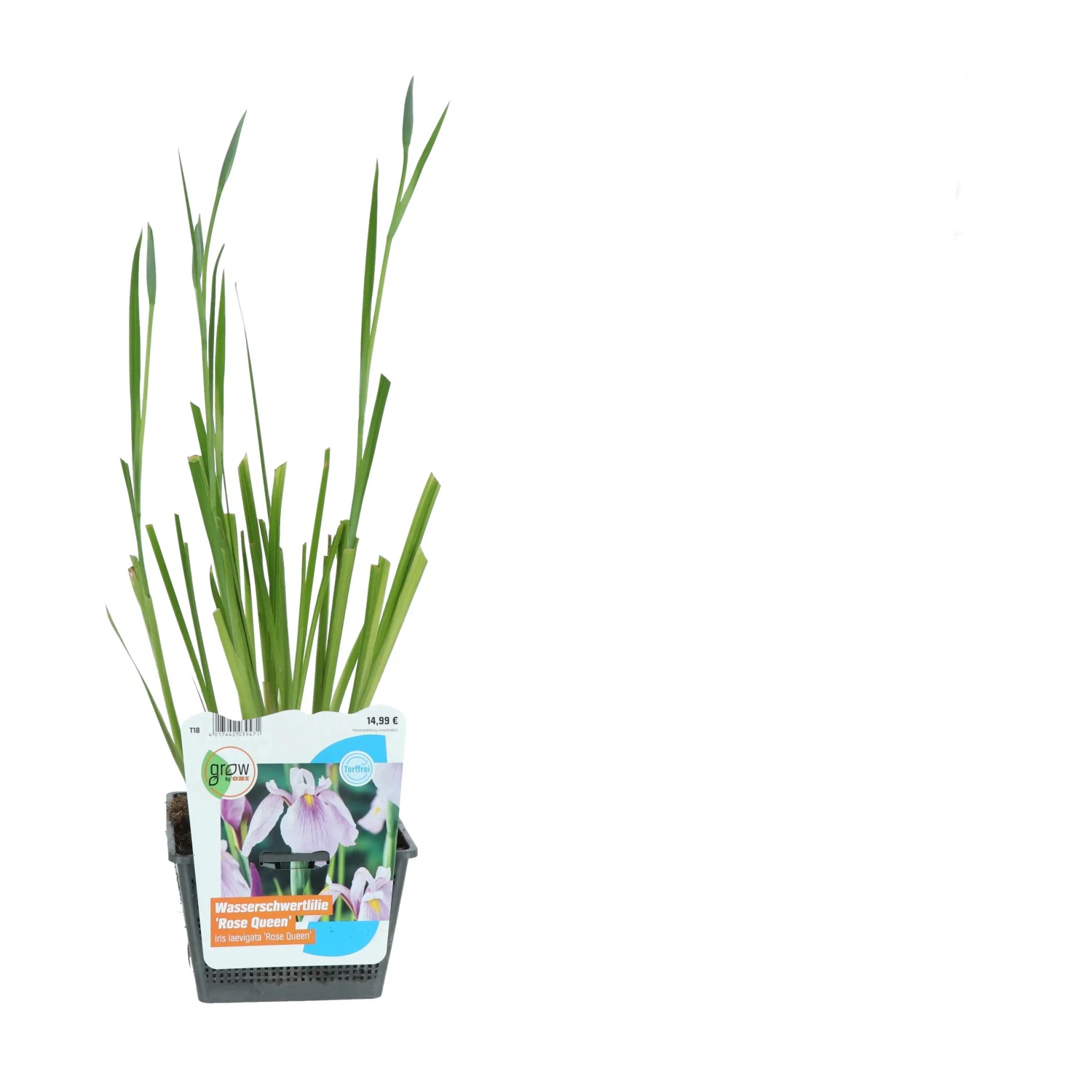 GROW by OBI Rose Queen sárga nőszirom cserépátmérő 18 cm Iris laevigata