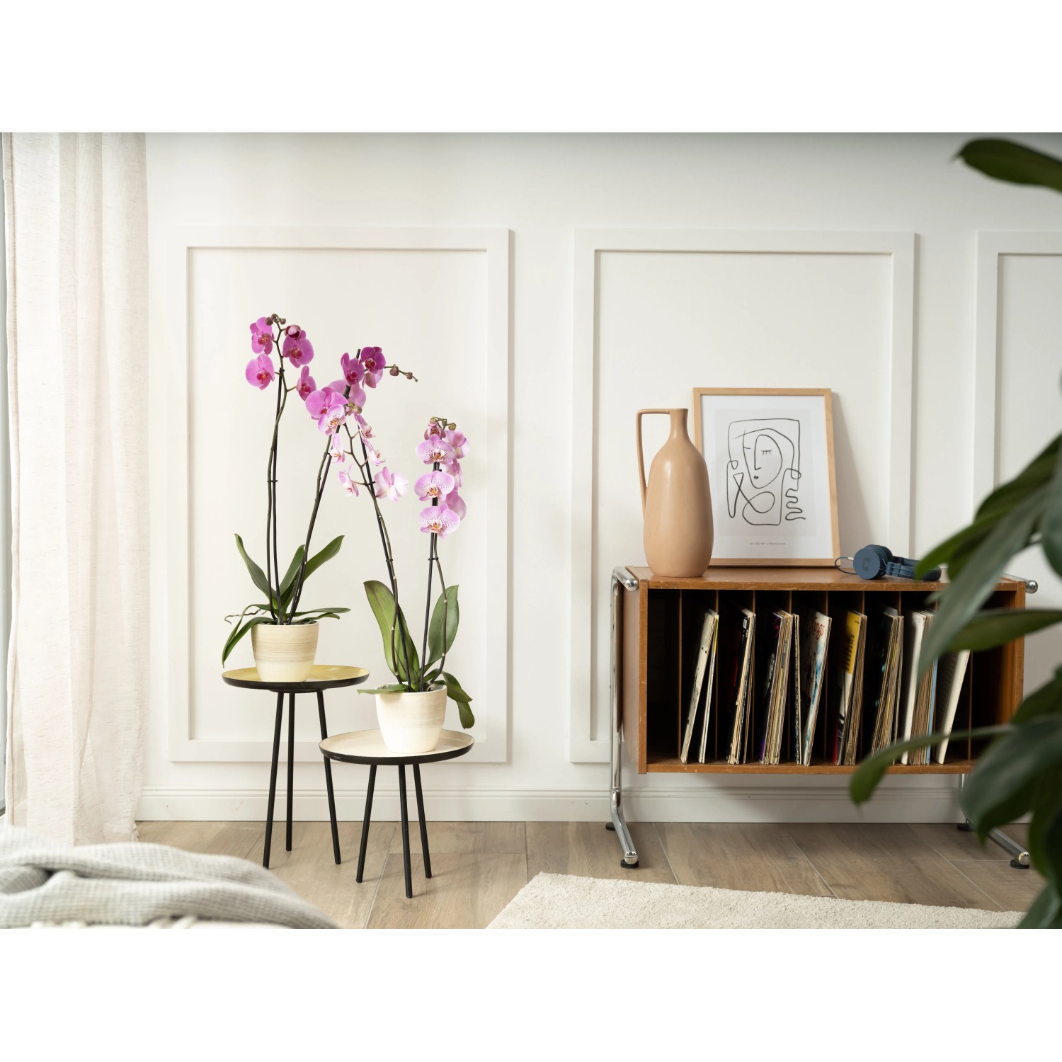 Grow by OBI "Popstar" lepkeorchidea mag. kb. 60 cm - 70 cm cserépát. kb ...