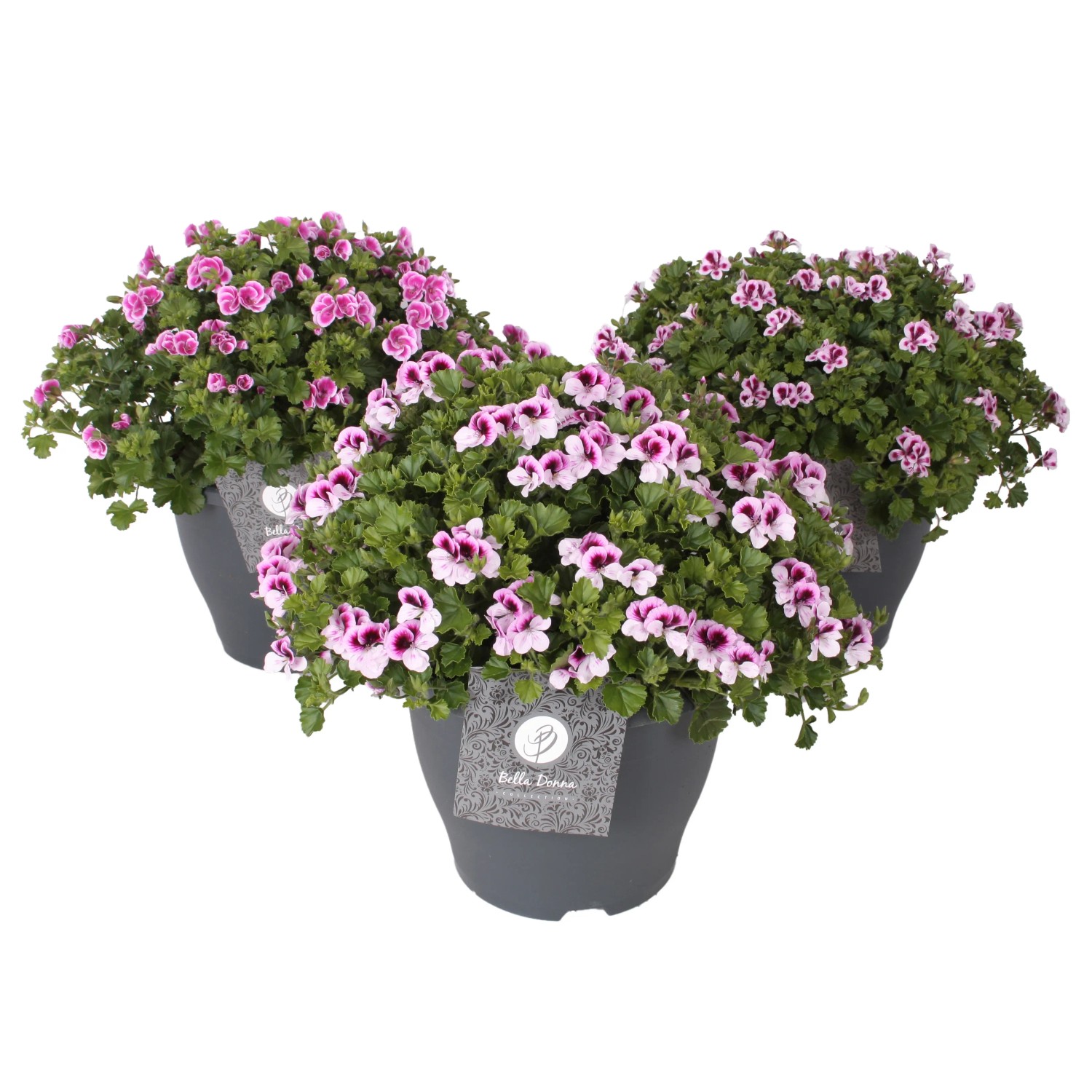 "Bella Donna Angel" angol muskátli magasság 35 cm - 40 cm cserépátmérő ...