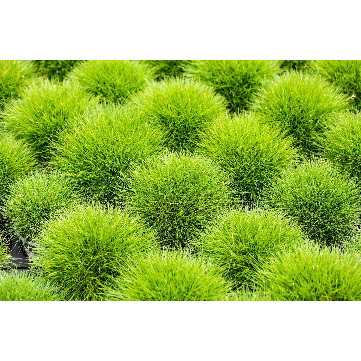 Medveszőrcsenkesz "Ami Green" cserépátmérő kb. 10,5 cm Festuca gautieri vásárlása az OBI -nál