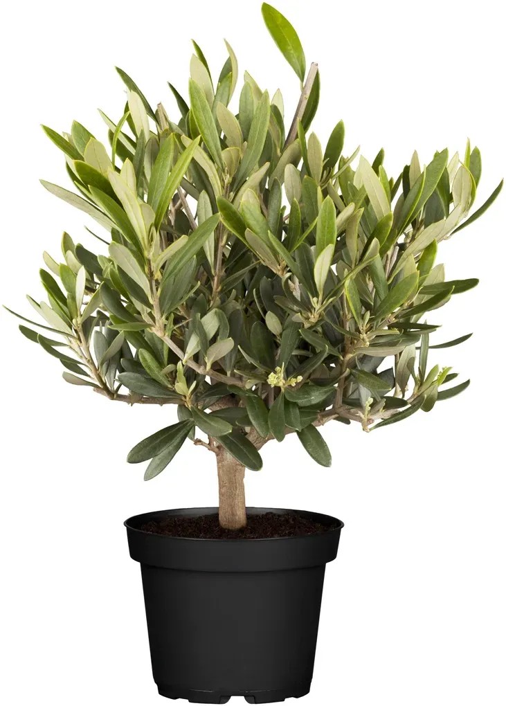 Olajfa magassága kb. 30-40 cm cserépátmérő: kb. 16 cm Olea europaea ...