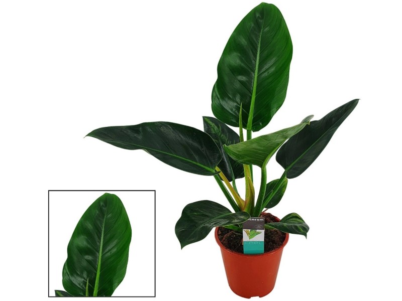 "Congo Millions" filodendron mag. kb. 105-115 cm cserép kb. 27 cm Philodendron vásárlása az OBI -nál