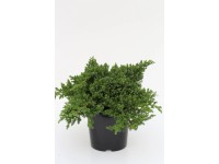 Tuja vásárlása az OBI -nál