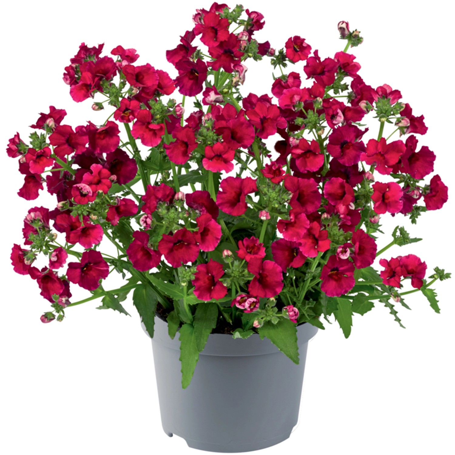 Wouters vörösbegyvirág cserépátmérő kb. 10,5 cm Nemesia brachyscome vásárlása az OBI -nál