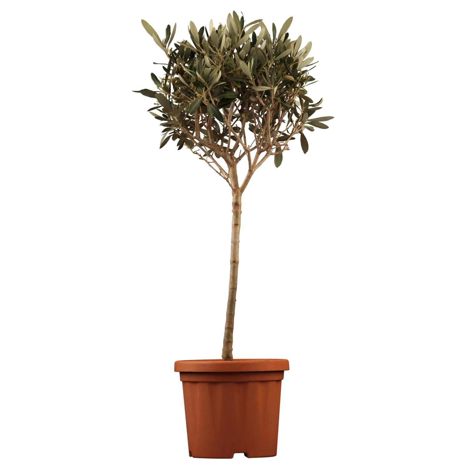 Olajfa magassága kb. 55-60 cm cserépátmérő kb. 14 cm Olea europaea ...