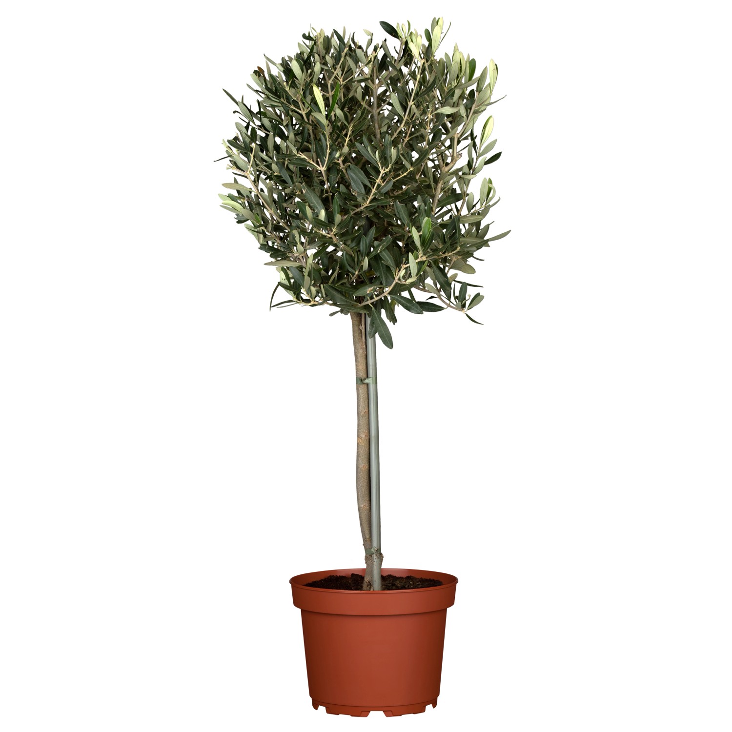 Olajfa magassága kb. 140-150 cm cserépátmérő kb. 24 cm Olea europaea ...