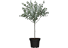 Eukaliptusz Azura fácska dézsás növény cserépátmérő kb. 15 cm vásárlása ...