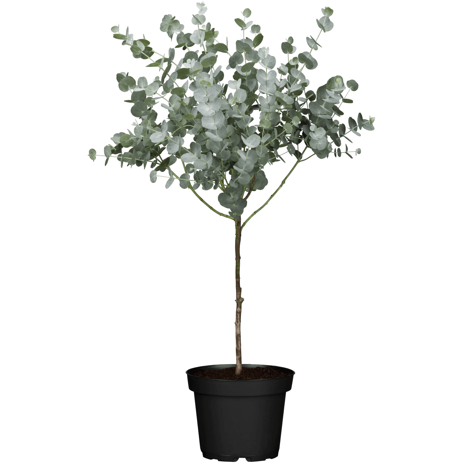 Eukaliptusz Azura fácska dézsás növény cserépátmérő kb. 15 cm vásárlása ...