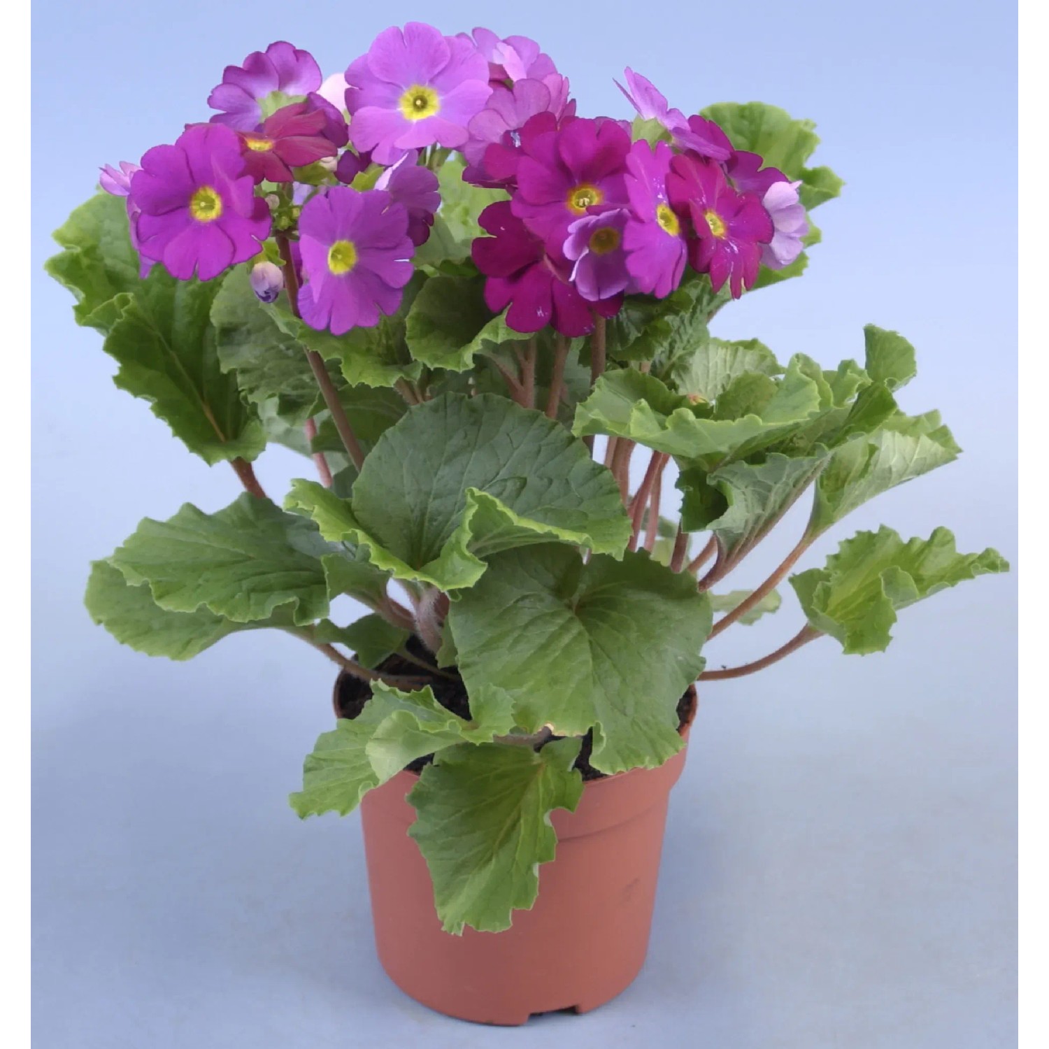Szobai kankalin mix "Touch me" cserépátmérő: kb. 9 cm Primula obconica
