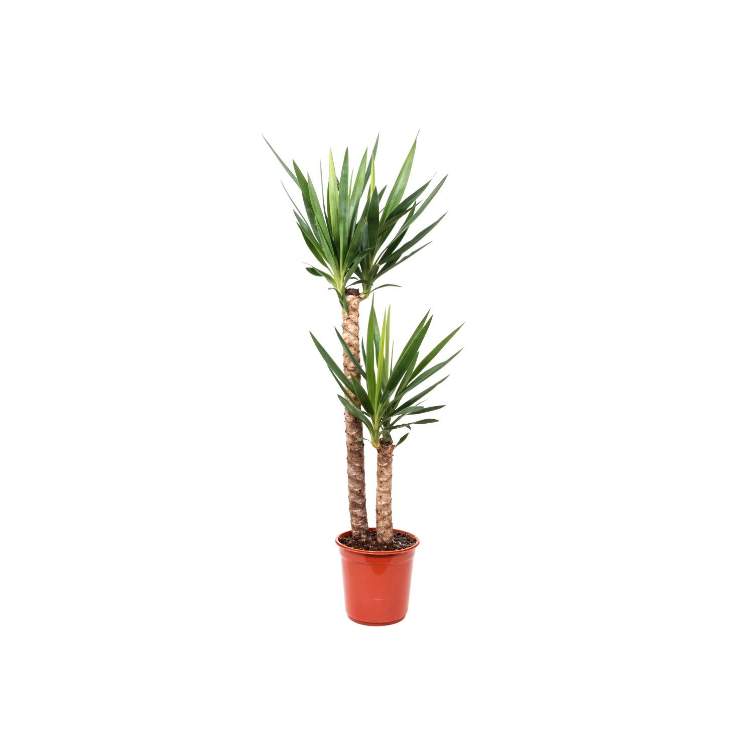 Pálmaliliom magassága kb. 110 cm cserépátmérő 24 cm Jukka pálma
