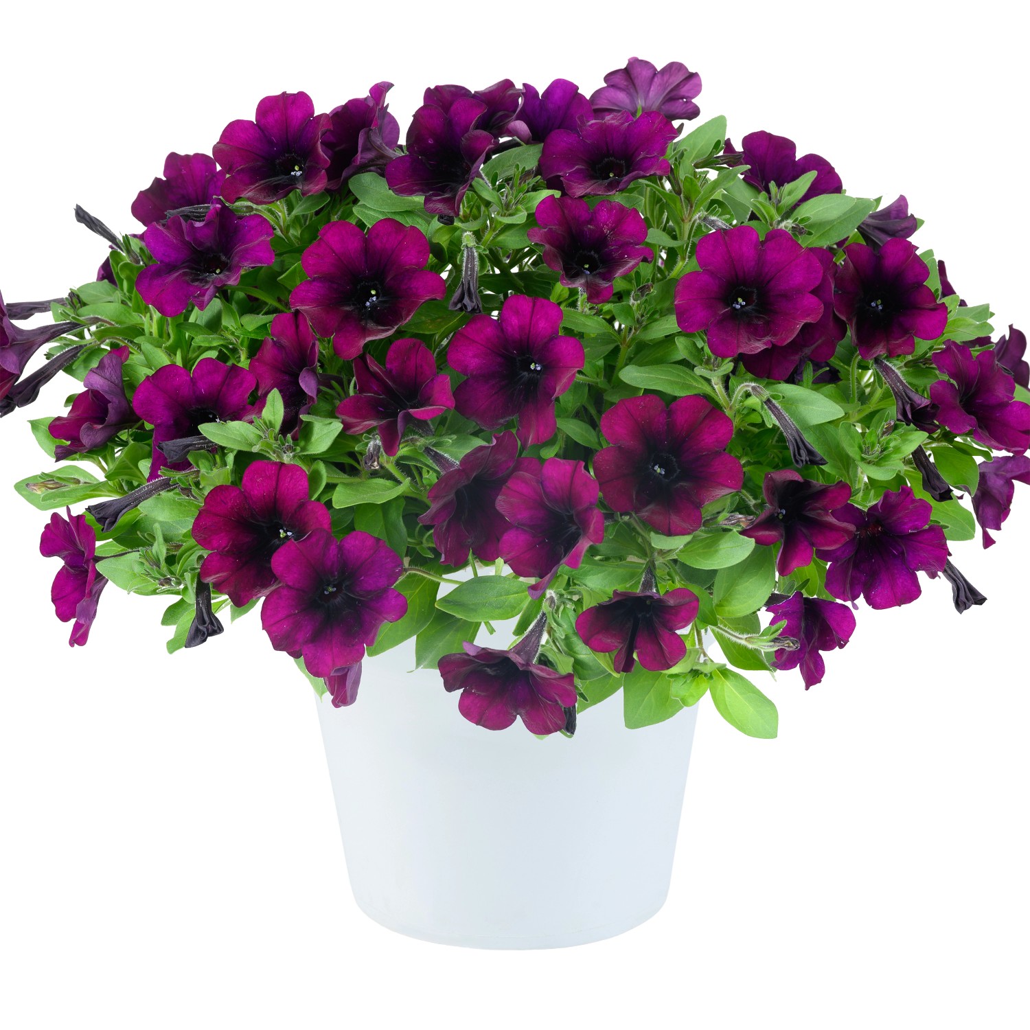 GROW by OBI "Capella Mulberry" petúnia magasság kb. 15 cm vásárlása - OBI