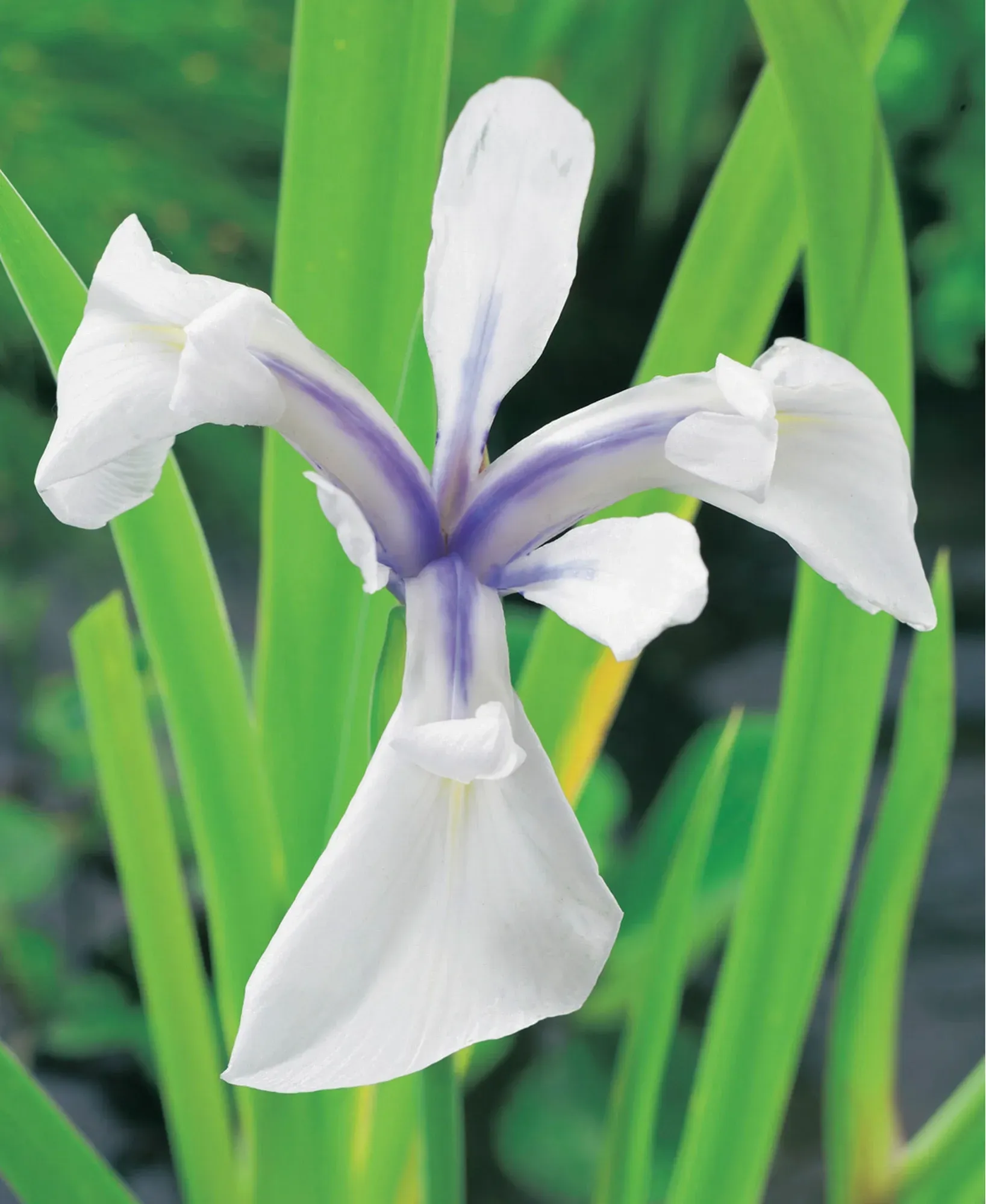 Snowdrift vízi nőszirom (Iris leavigata) fehér cserépátmérő: kb. 9 cm ...