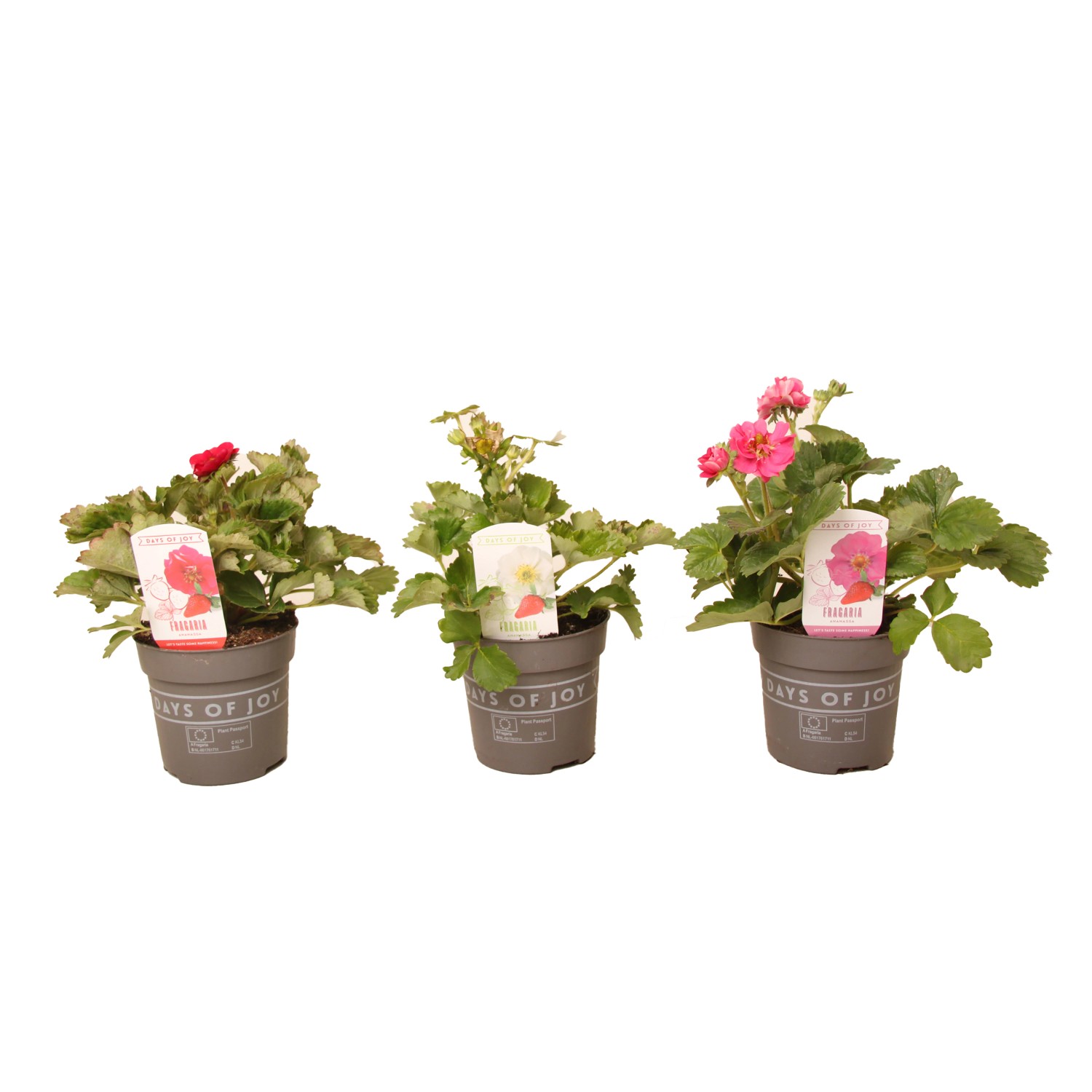 "White Summer Breeze" eper magasság kb. 15 cm - 20 cm cserépátmérő kb. 10,5 cm vásárlása az OBI -nál