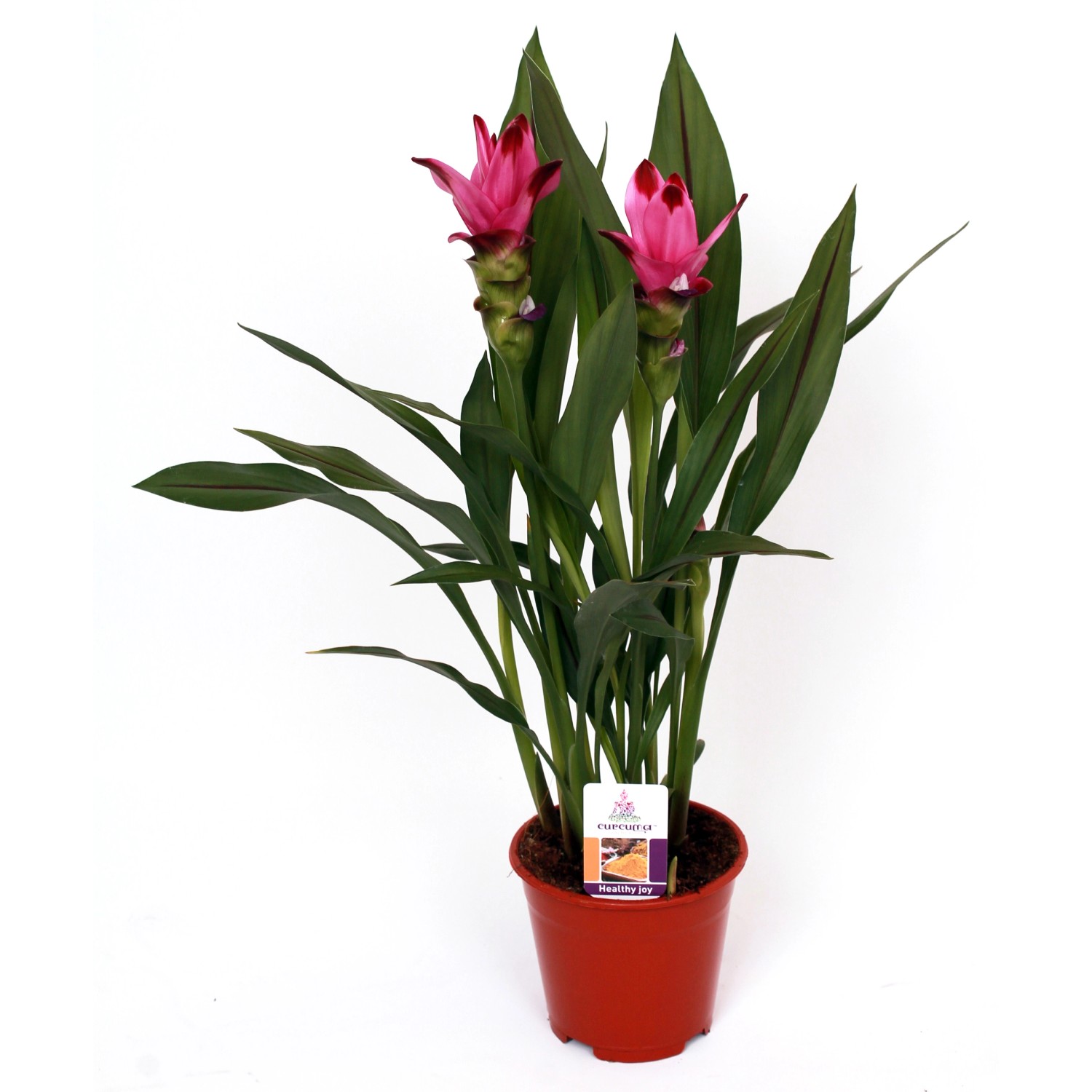 Siam Sublime kurkuma magasság 45 cm - 60 cm cserépátmérő kb. 12 cm ...