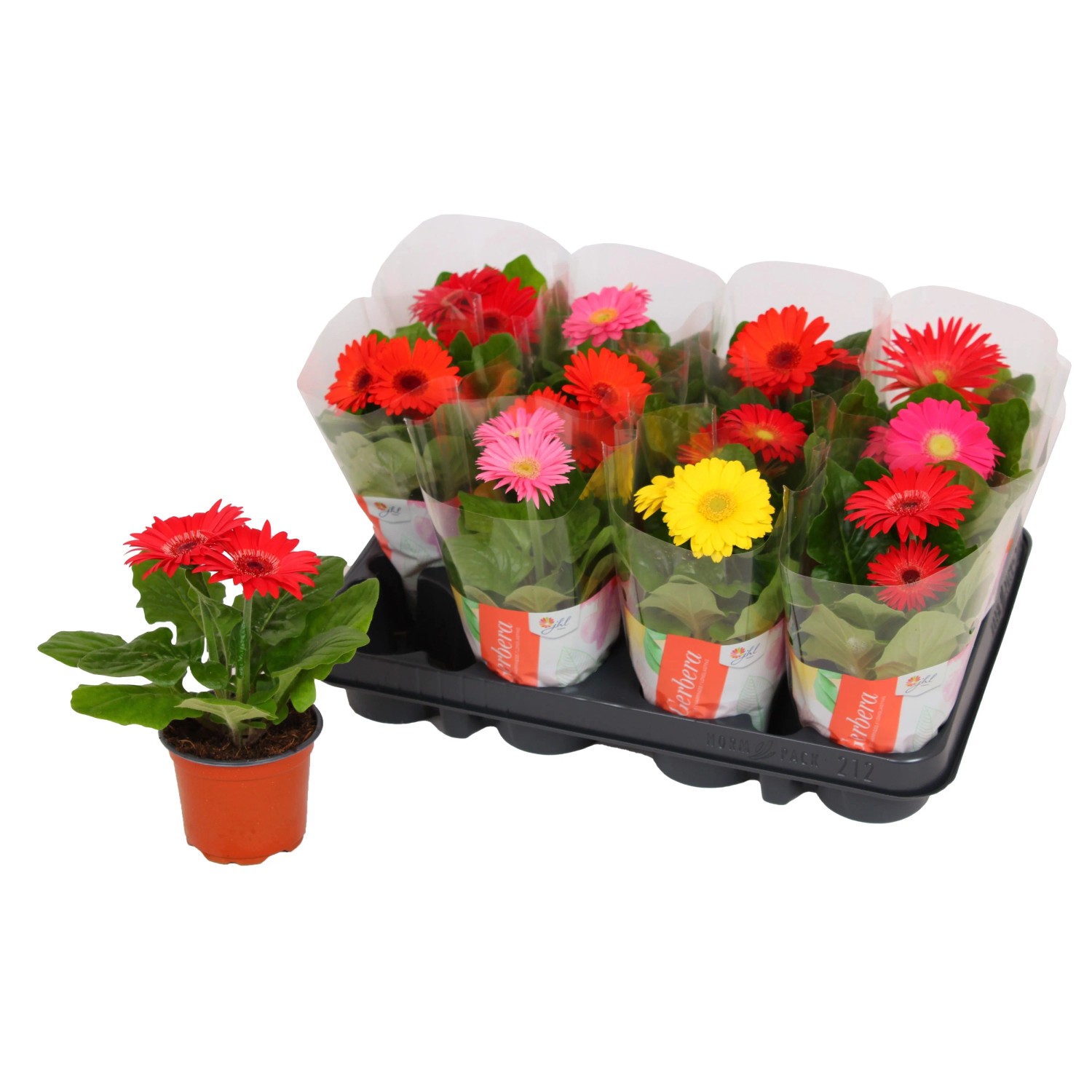 Gerbera mix 12 cm