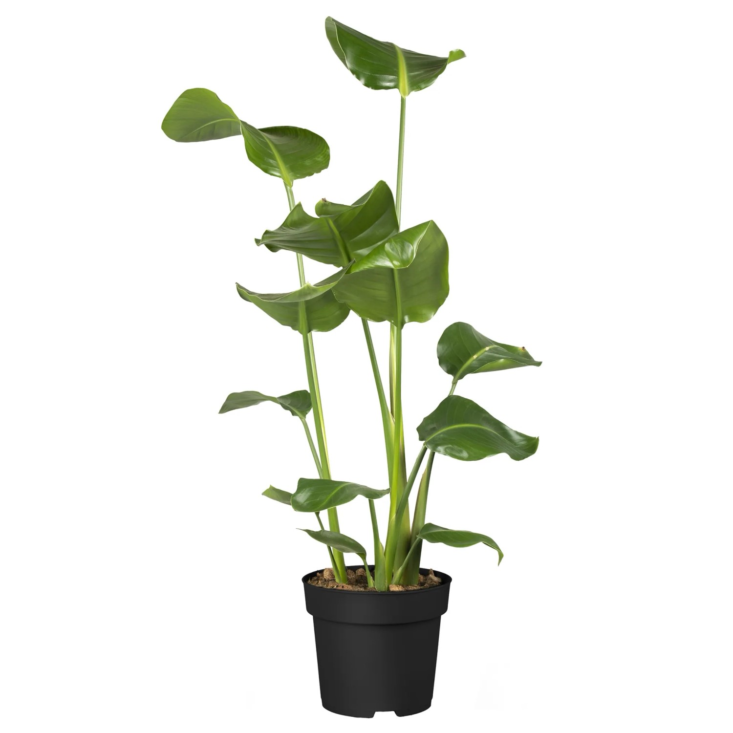 Papagájvirág magasság kb. 100-150 cm cserépátmérő kb. 24 cm Strelitzia ...