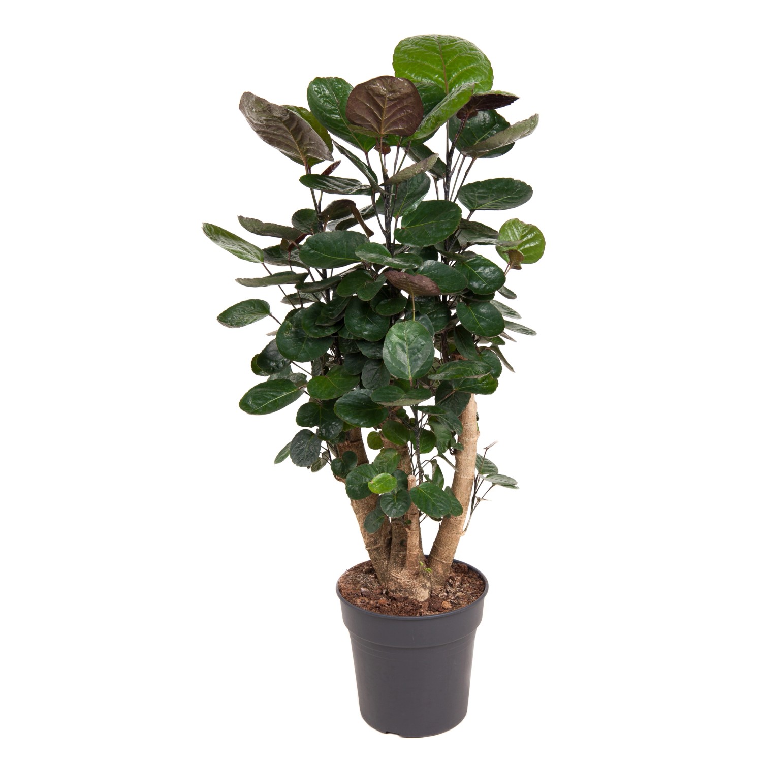 "Fabian" árnyékarália magasság kb. 145 cm - 155 cm cserépátmérő kb. 31 ...