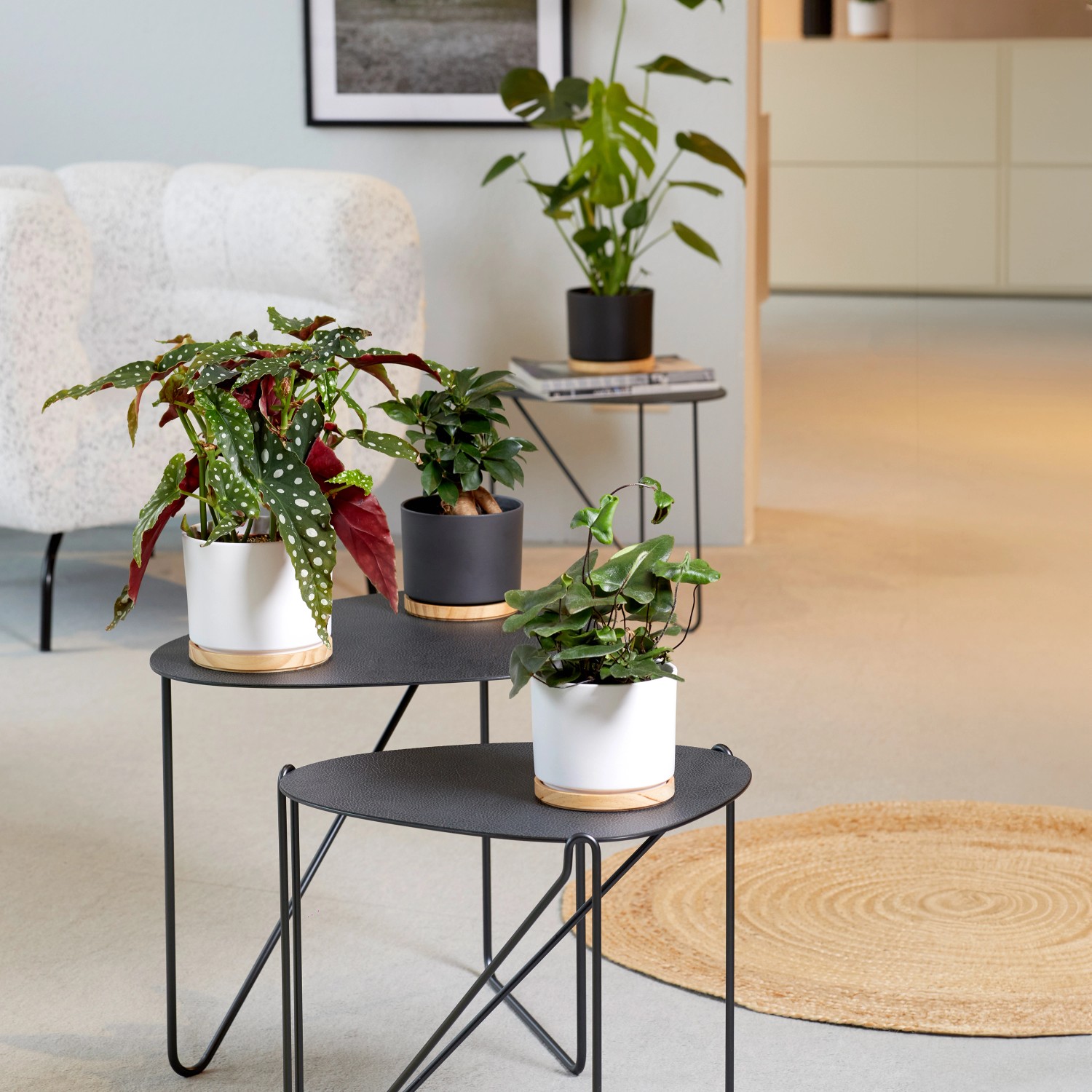 Scheurich 799 kaspó fa alátéttel 22 cm átmérő matt fehér vásárlása az OBI -nál