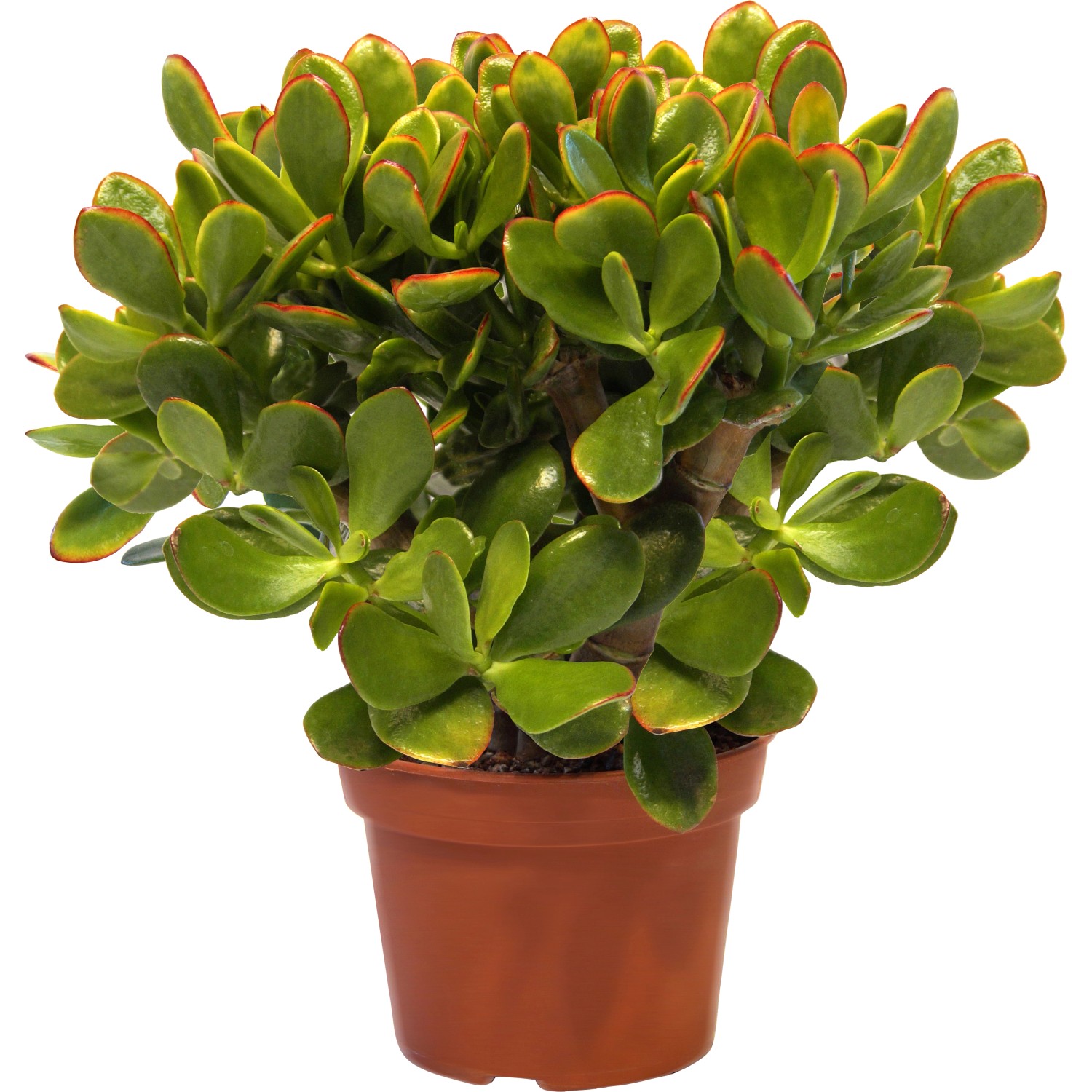 Tenerifei pozsgafa válogatás cserépátmérő kb. 15 cm Crassula vásárlása ...