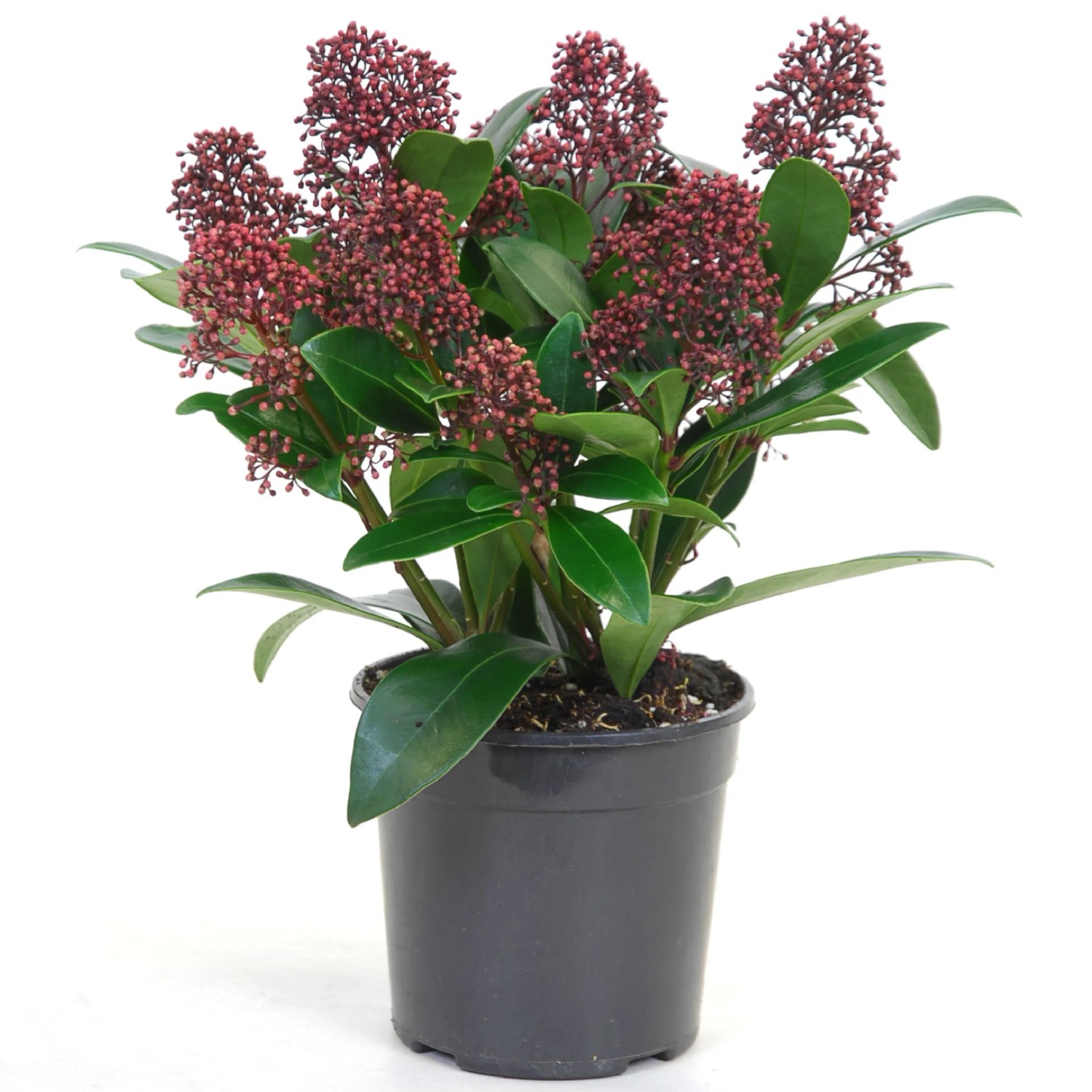 "Rubella" japán dérbabér mag. kb. 25-30 cm cser. kb. 15 cm Skimmia japonica