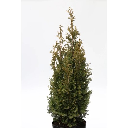 Nyugati tuja 'Degroots Spire' vásárlása az OBI -nál