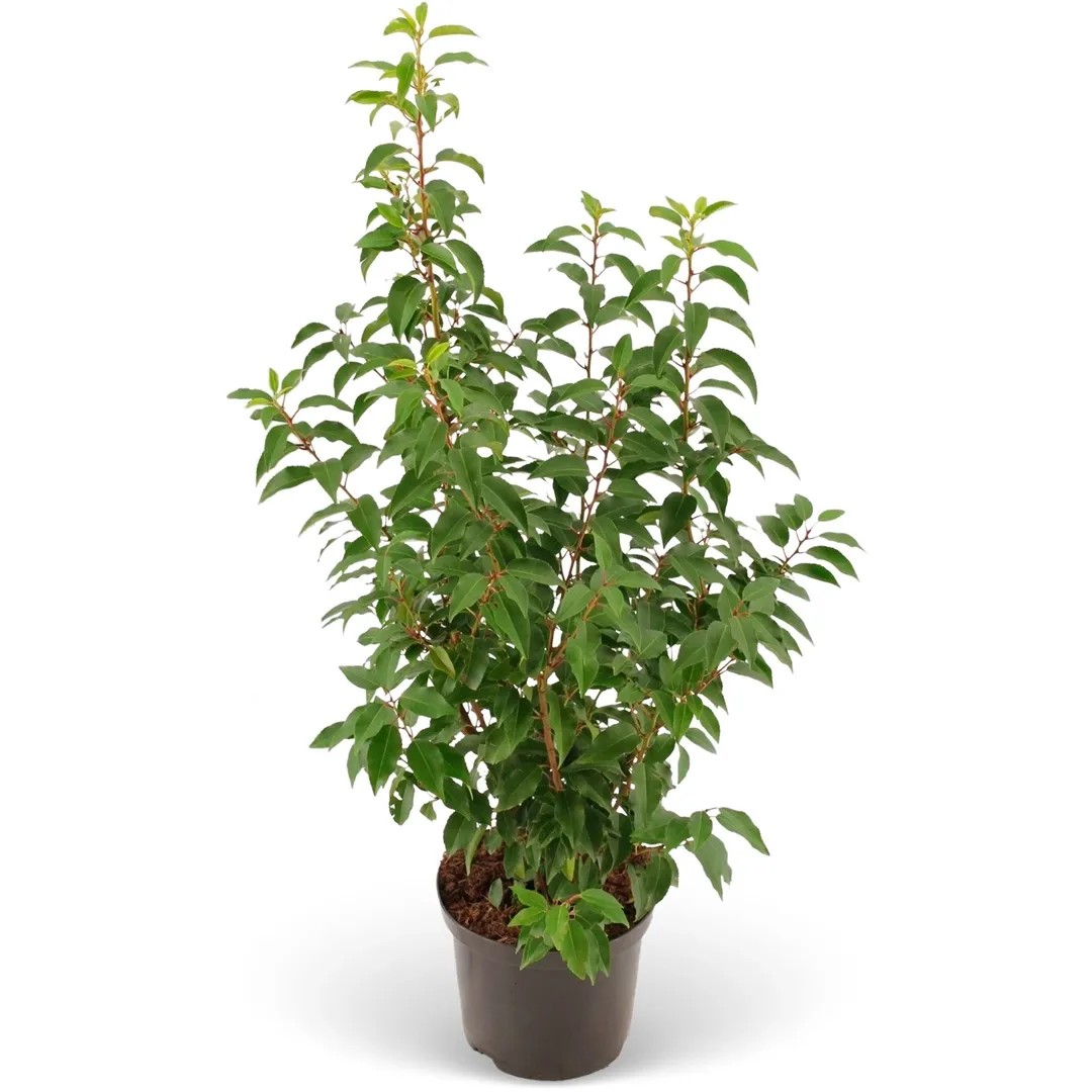 "Angustifolià" babérmeggy készlet 45 db magasság kb. 80-100 cm cserép ...