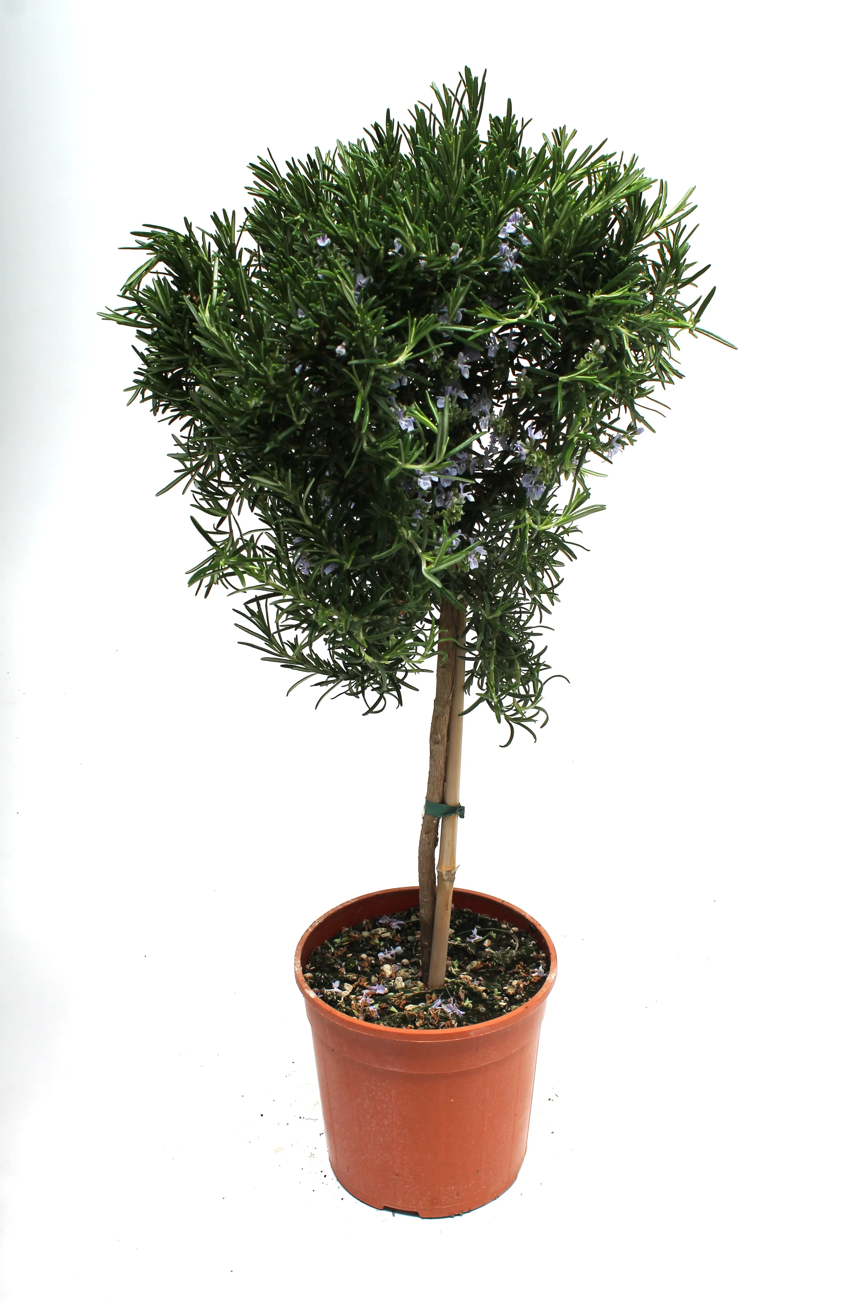 Rozmaring prostrato fa 18 cm vásárlása - OBI