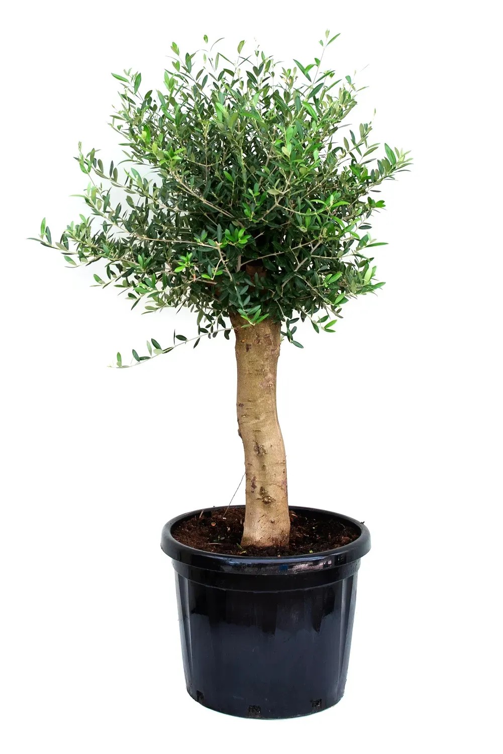 GROW by OBI olajfa magasság kb. 50 cm cserép kb. 45 l Olea europaea ...