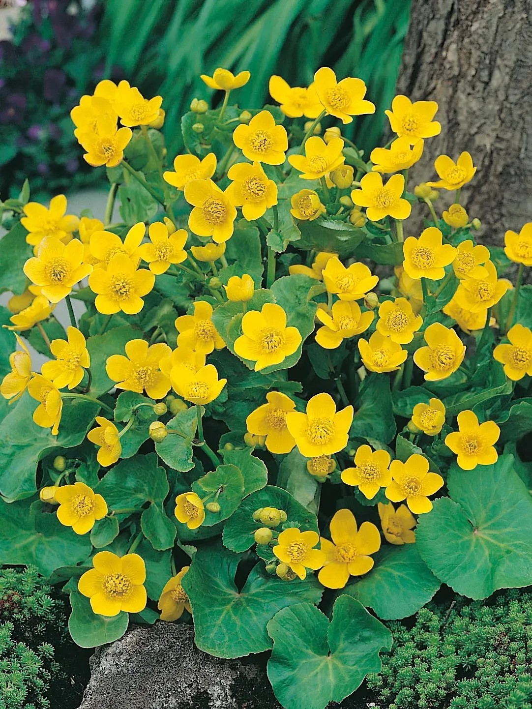 OBI mocsári gólyahír sárga cserépméret: kb. 18 cm x 18 cm Caltha ...