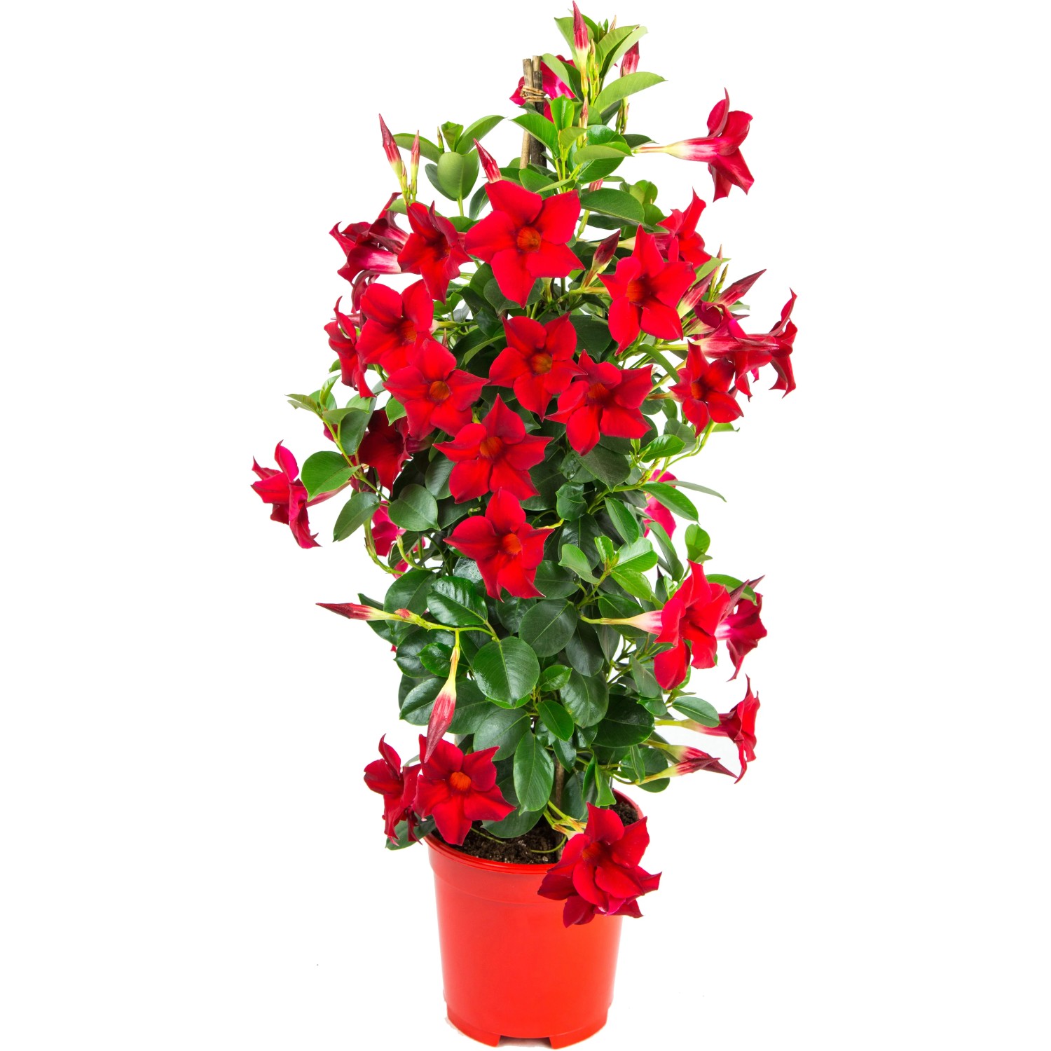GROW by OBI "Sundevillea" tölcsérjáz. piramis piros kb. 60 cm -80 cm ...