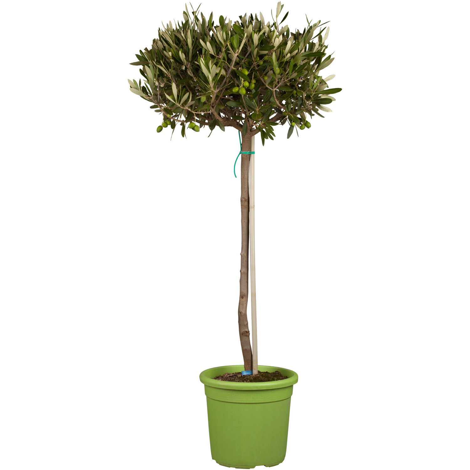 Olajfa magassága kb. 100-110 cm cserépátmérő kb. 20 cm Olea europaea ...