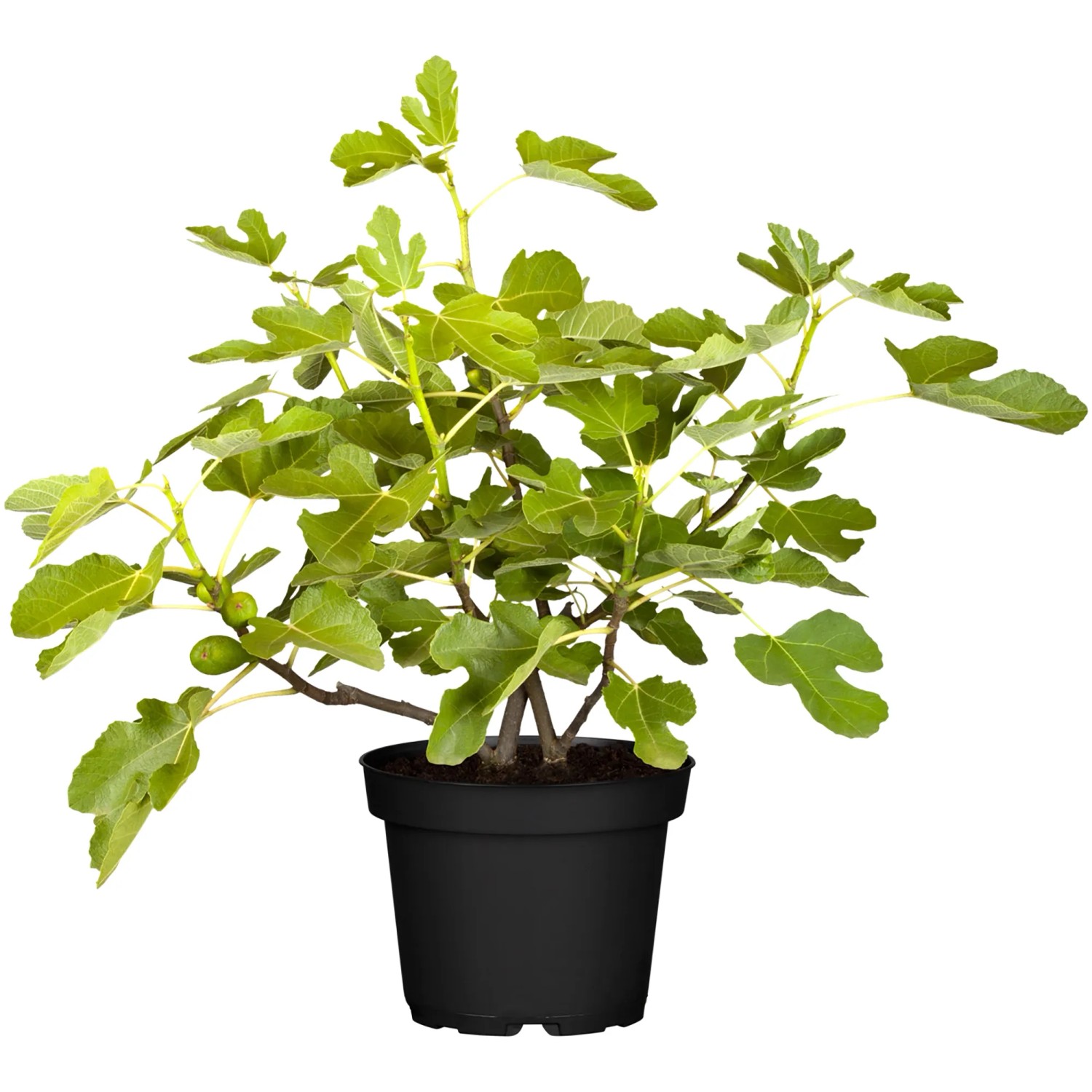 Fügebokor magasság kb. 40 cm - 50 cm cserépátmérő kb. 17 cm Ficus carica