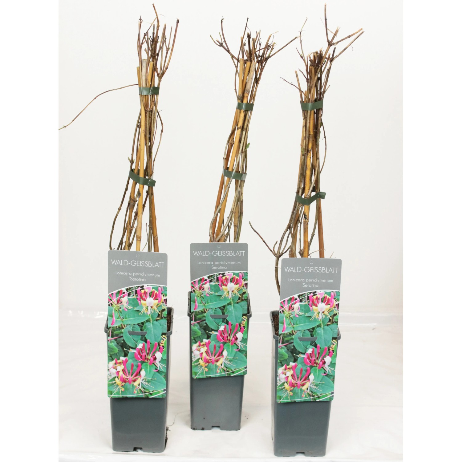 "Serotina" búbos lonc Sárga-piros magasság kb. 40 cm - 60 cm vásárlása ...