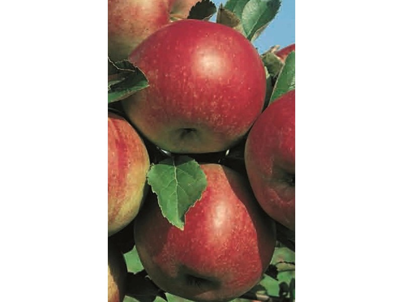 Alma Idared gyökércsomagolt vásárlása - OBI