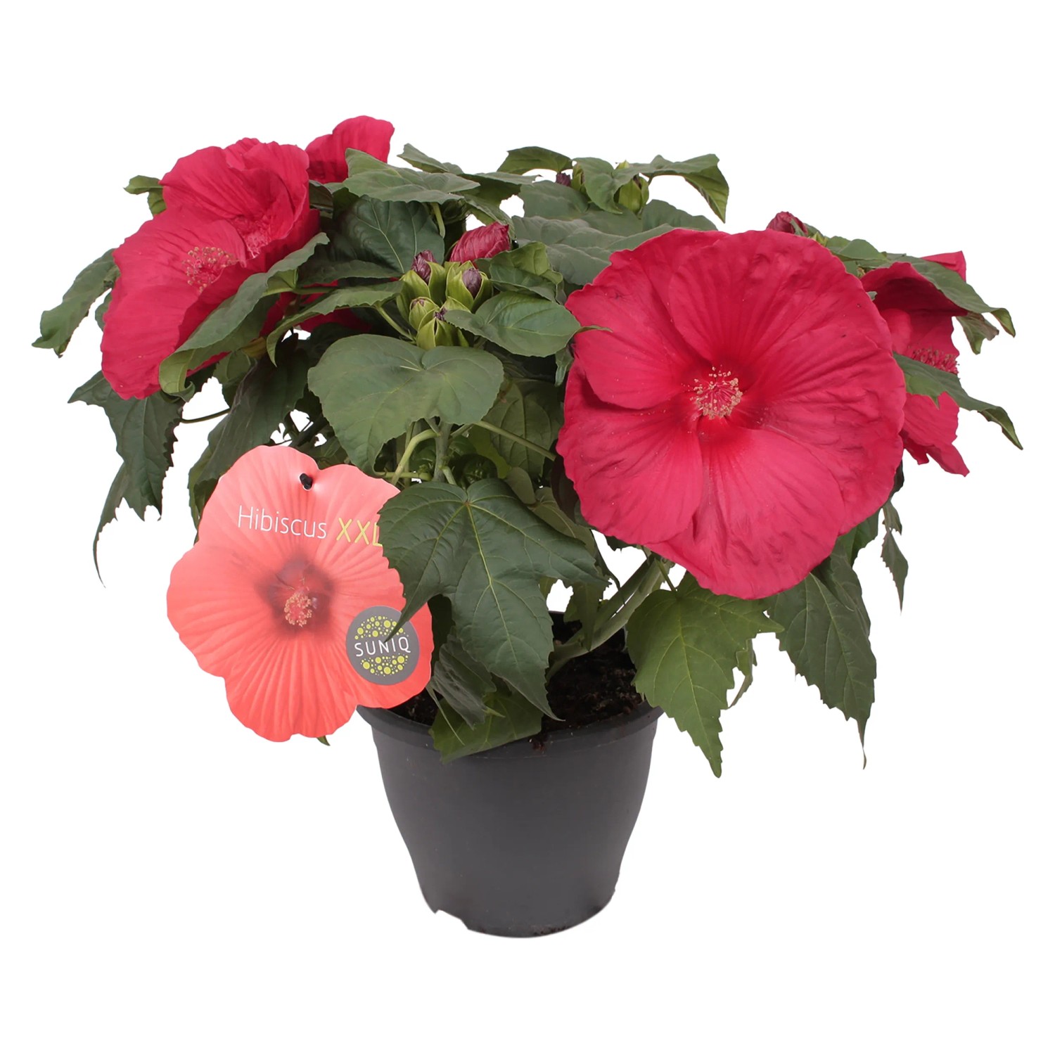 Hibiszkusz különböző színekben magasság kb. 60 cm cserépátmérő kb. 23 cm